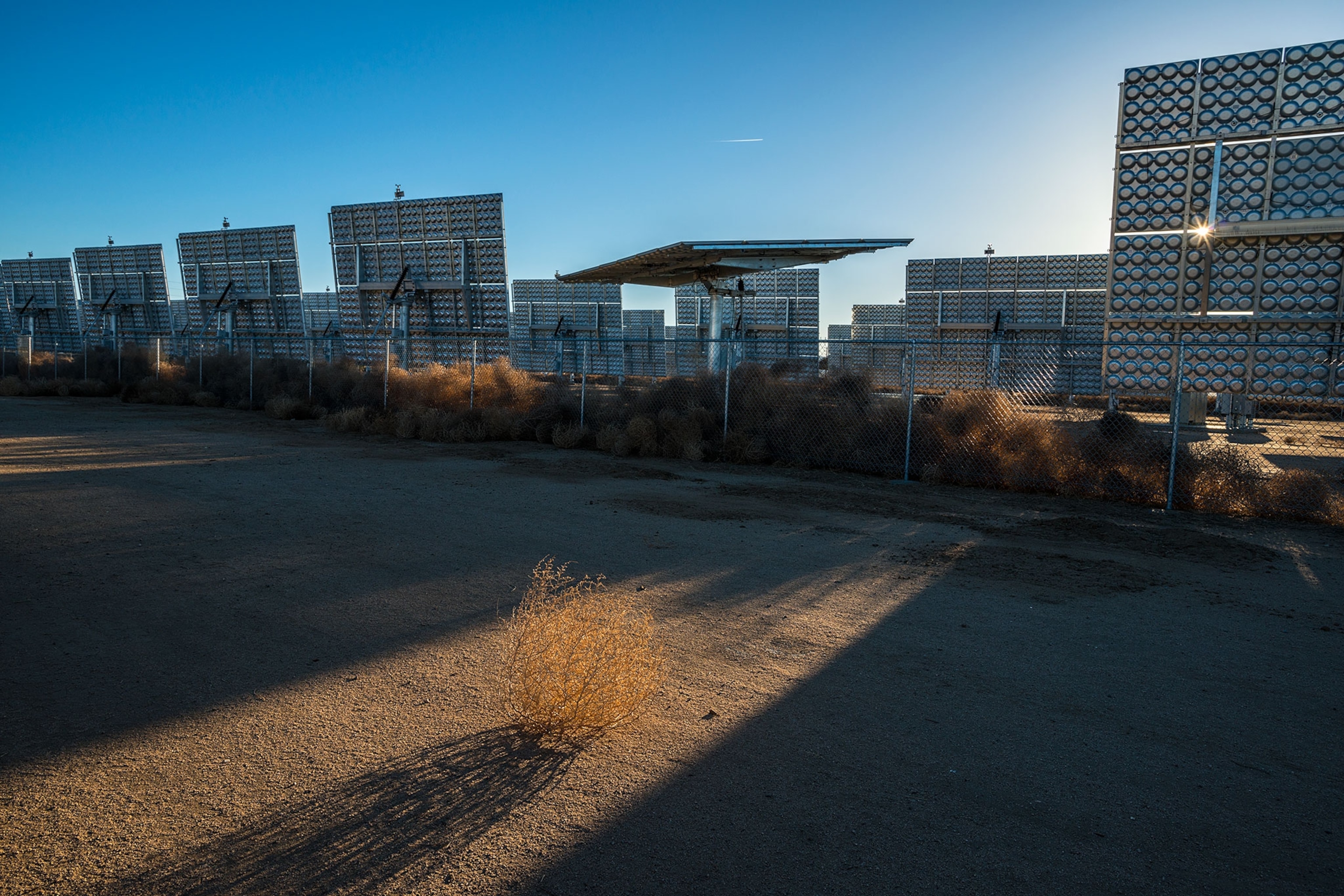 Growing Wild in the West: Photos of Invasive Tumbleweeds