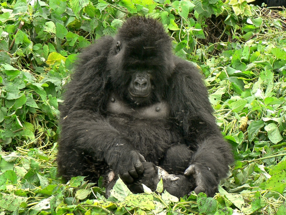 Pictures: Gorilla Mother "Mourns" Dead Baby