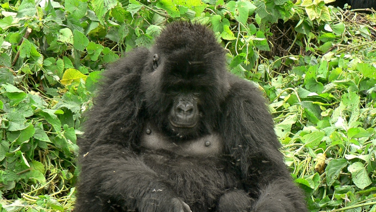 Pictures: Gorilla Mother "Mourns" Dead Baby | National Geographic