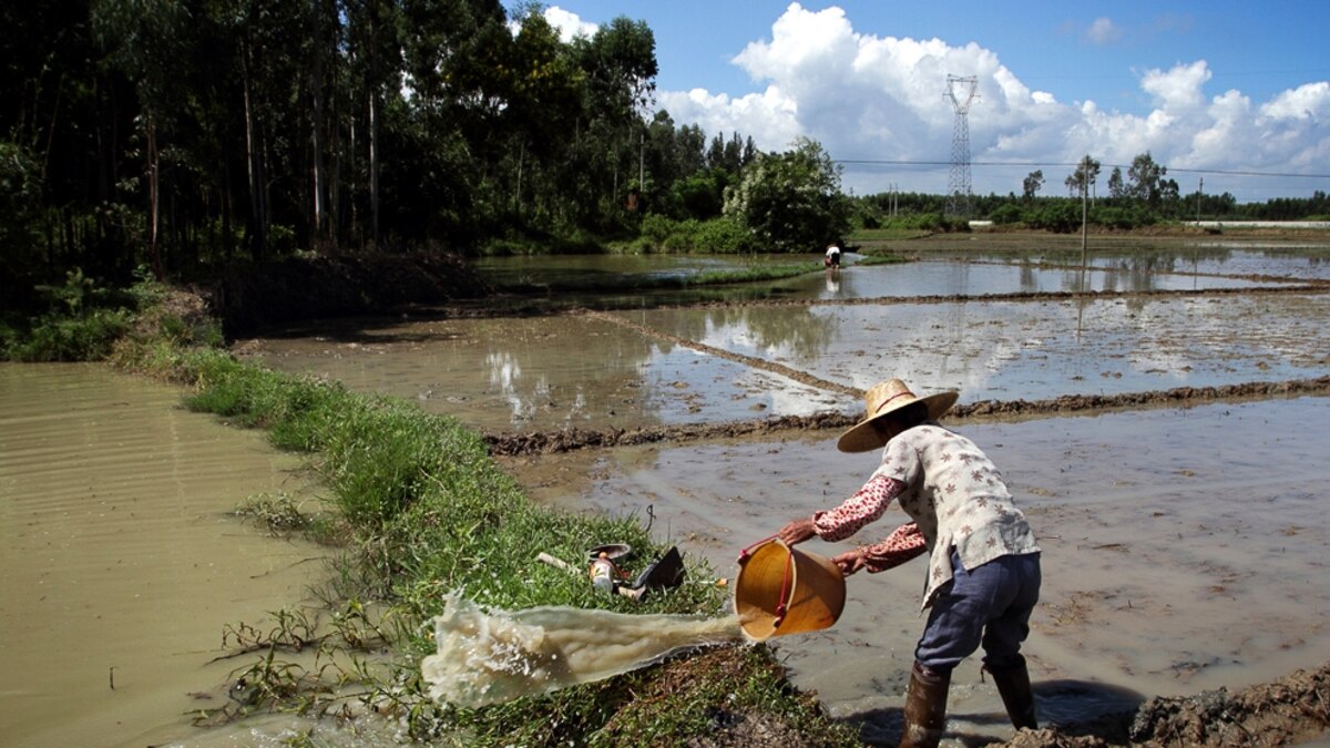 Pictures: China's Wetland Revolution | National Geographic