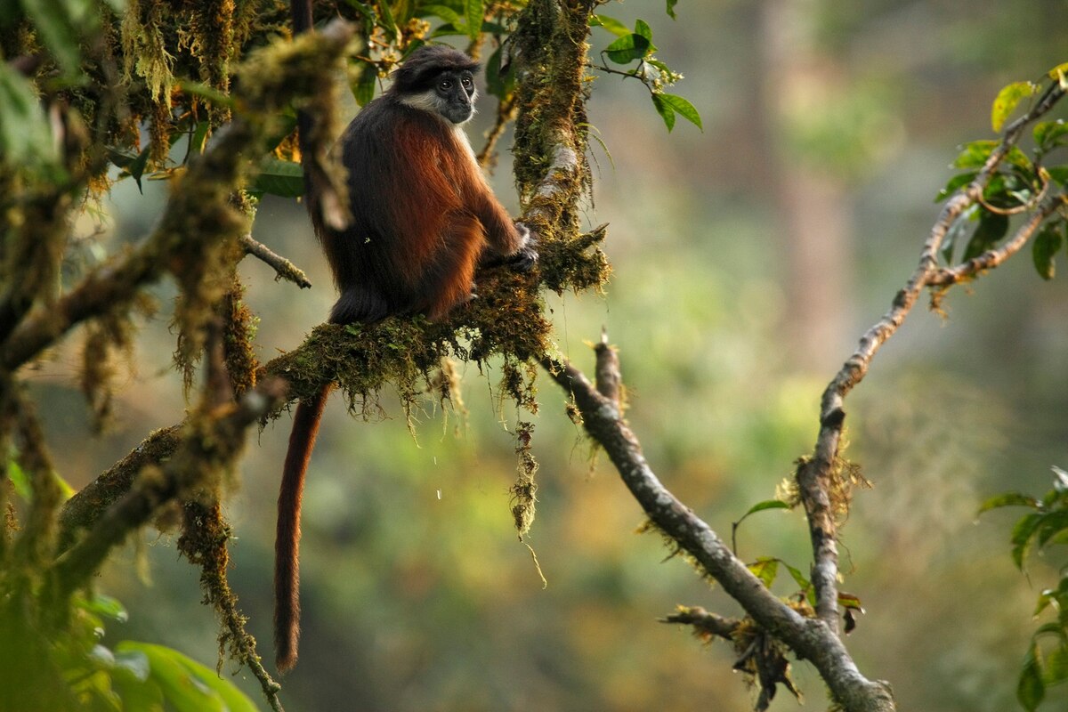 Monkey Hunting Could Drive These Species Extinct