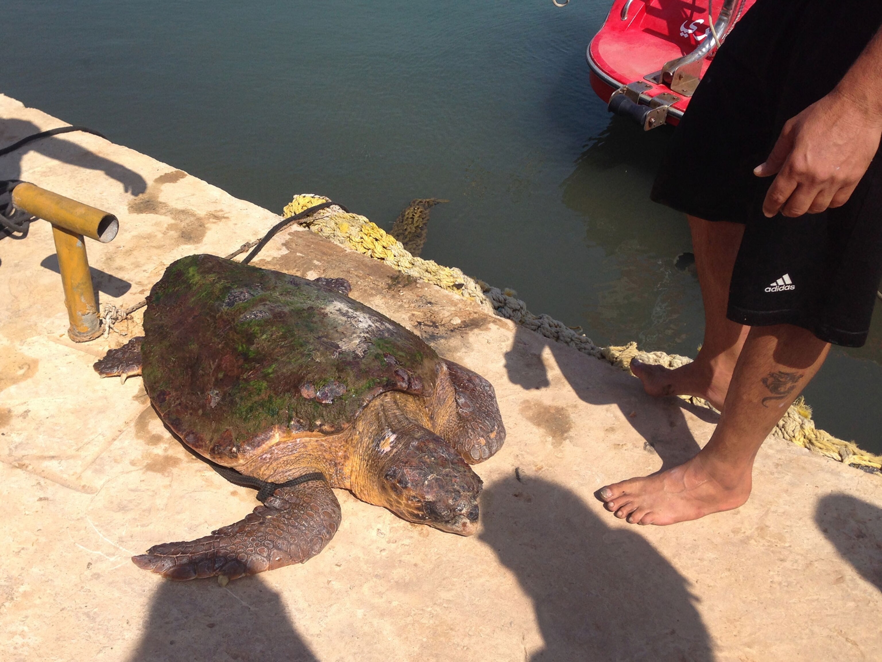 Sea Turtle Recovering After Being Stepped on and Beaten for Selfies