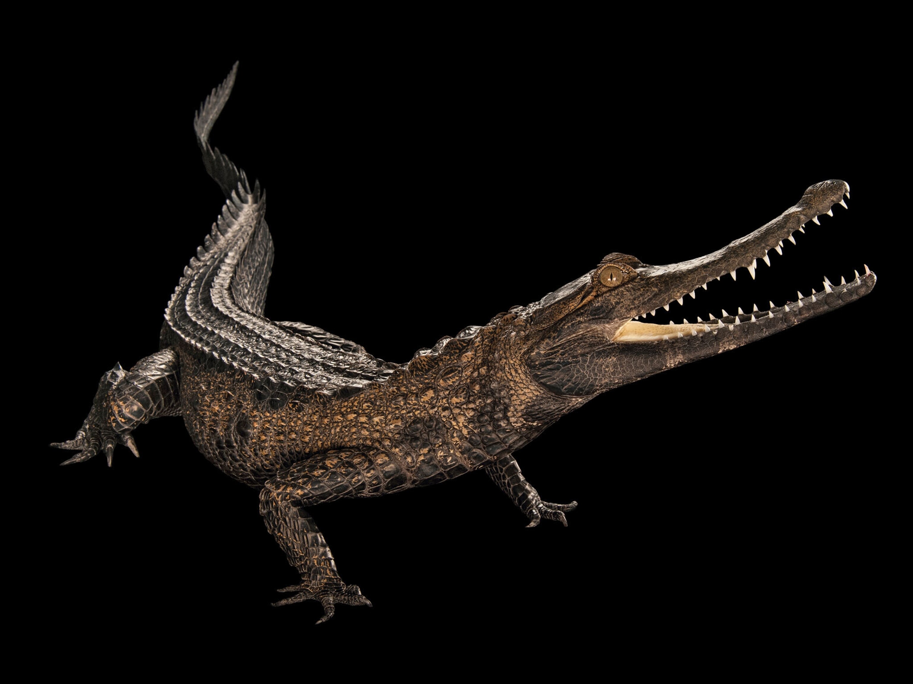 What we lose when animals go extinct