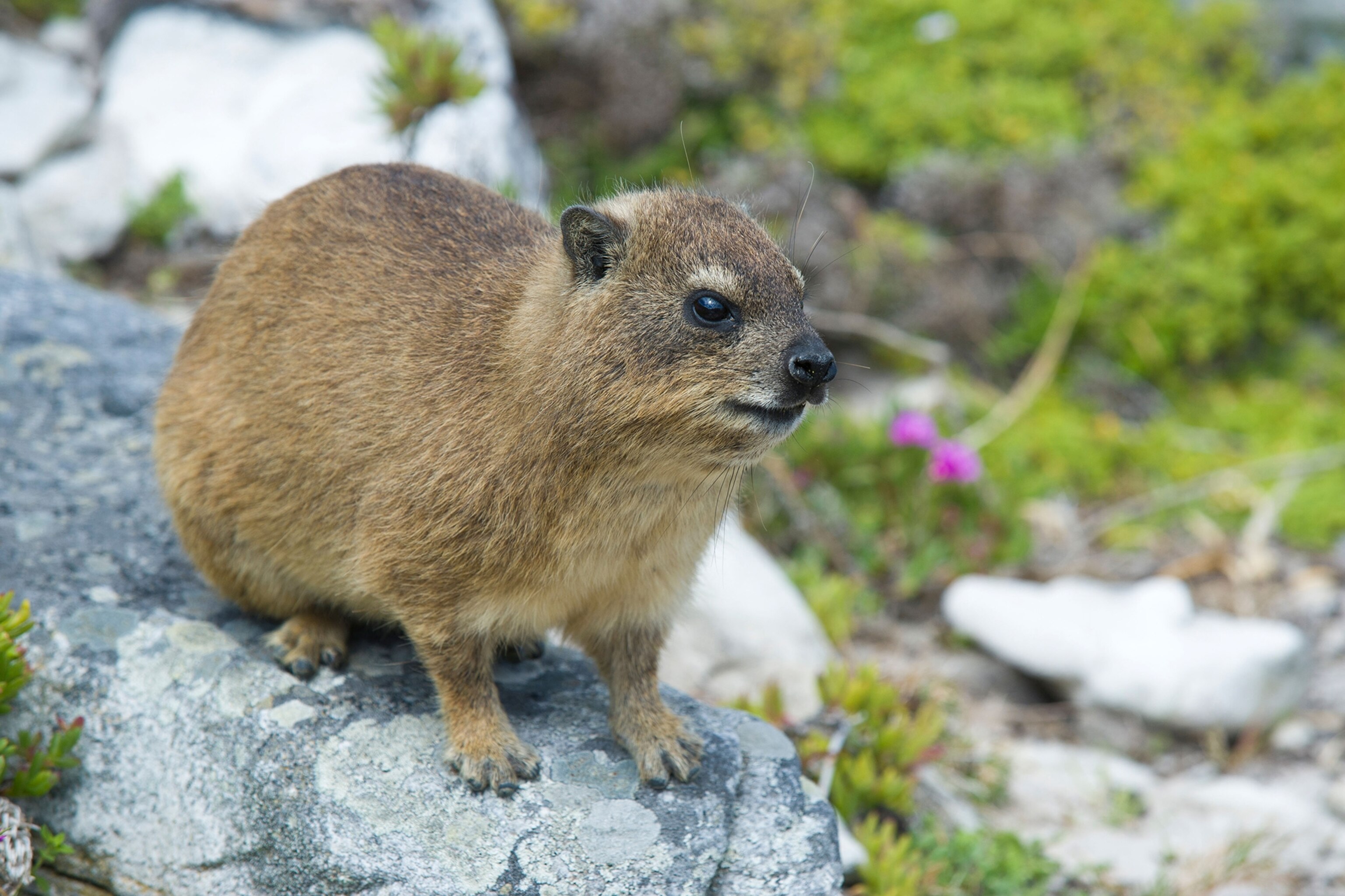 How Can You Tell a Female Animal From a Male?