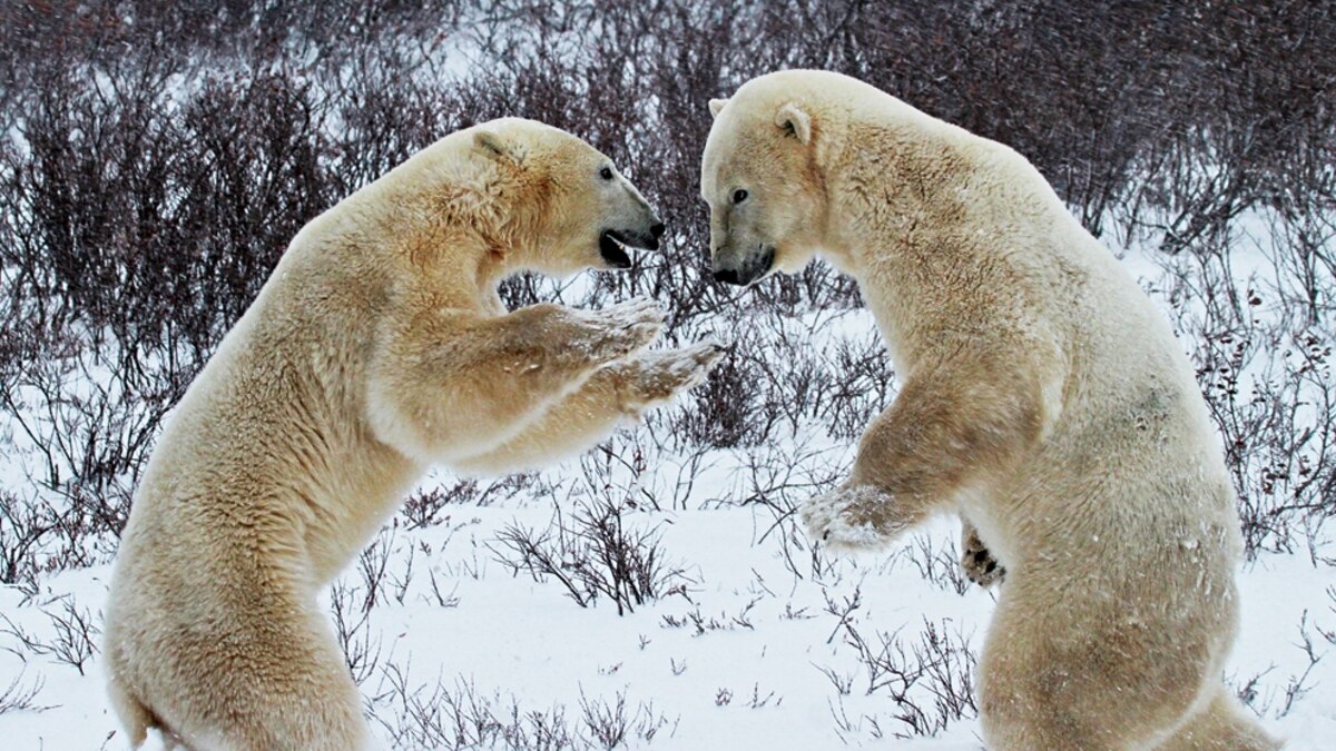 Unbound: Ice Bears on the Edge -- National Geographic Traveler ...