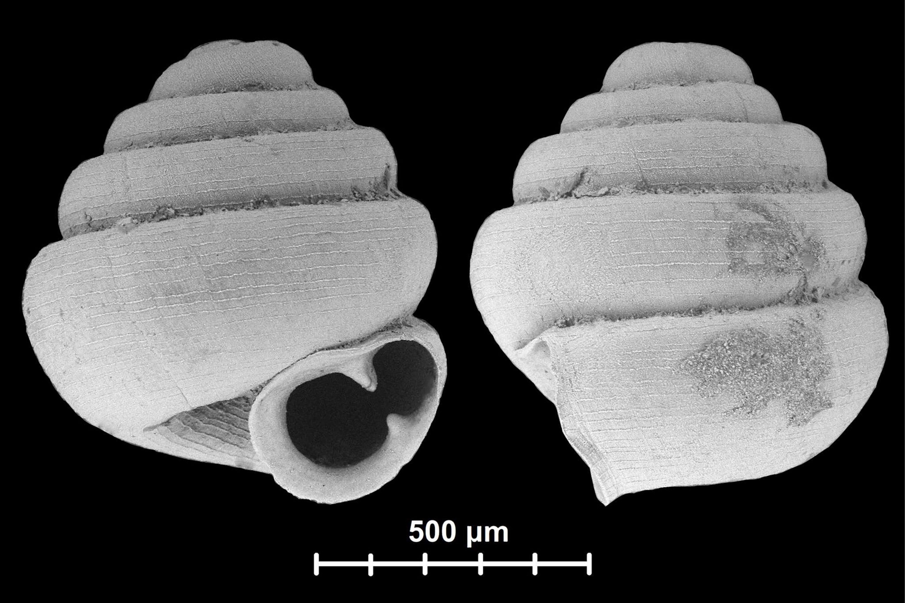 Newly Discovered Snails Fit in Eye of a Needle