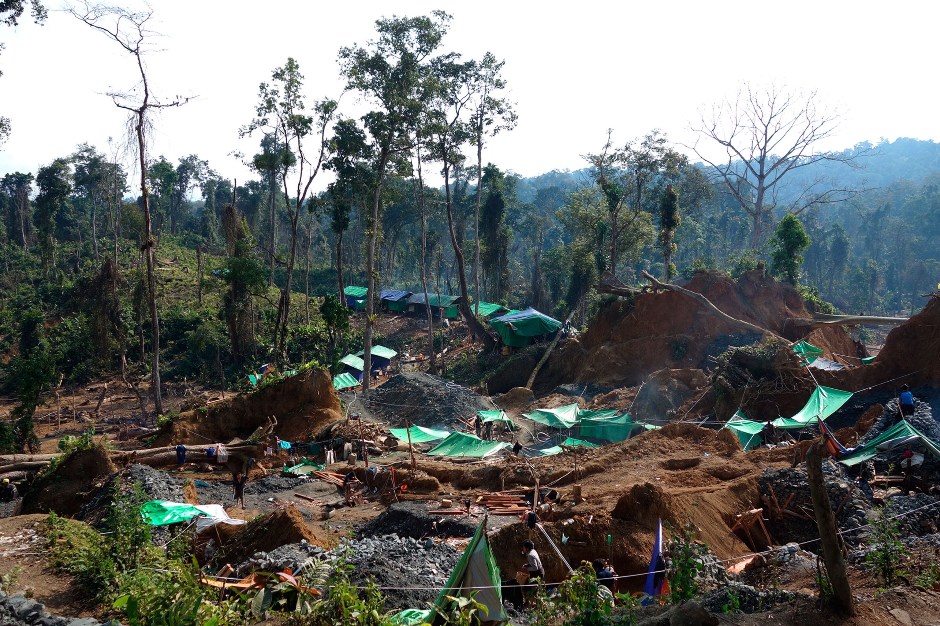 Rare Dinosaur-Era Bird Wings Found Trapped in Amber