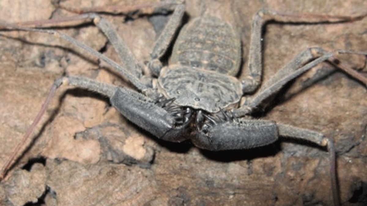 The threatening vibes of whip spiders (Warning: NSFA) | National Geographic