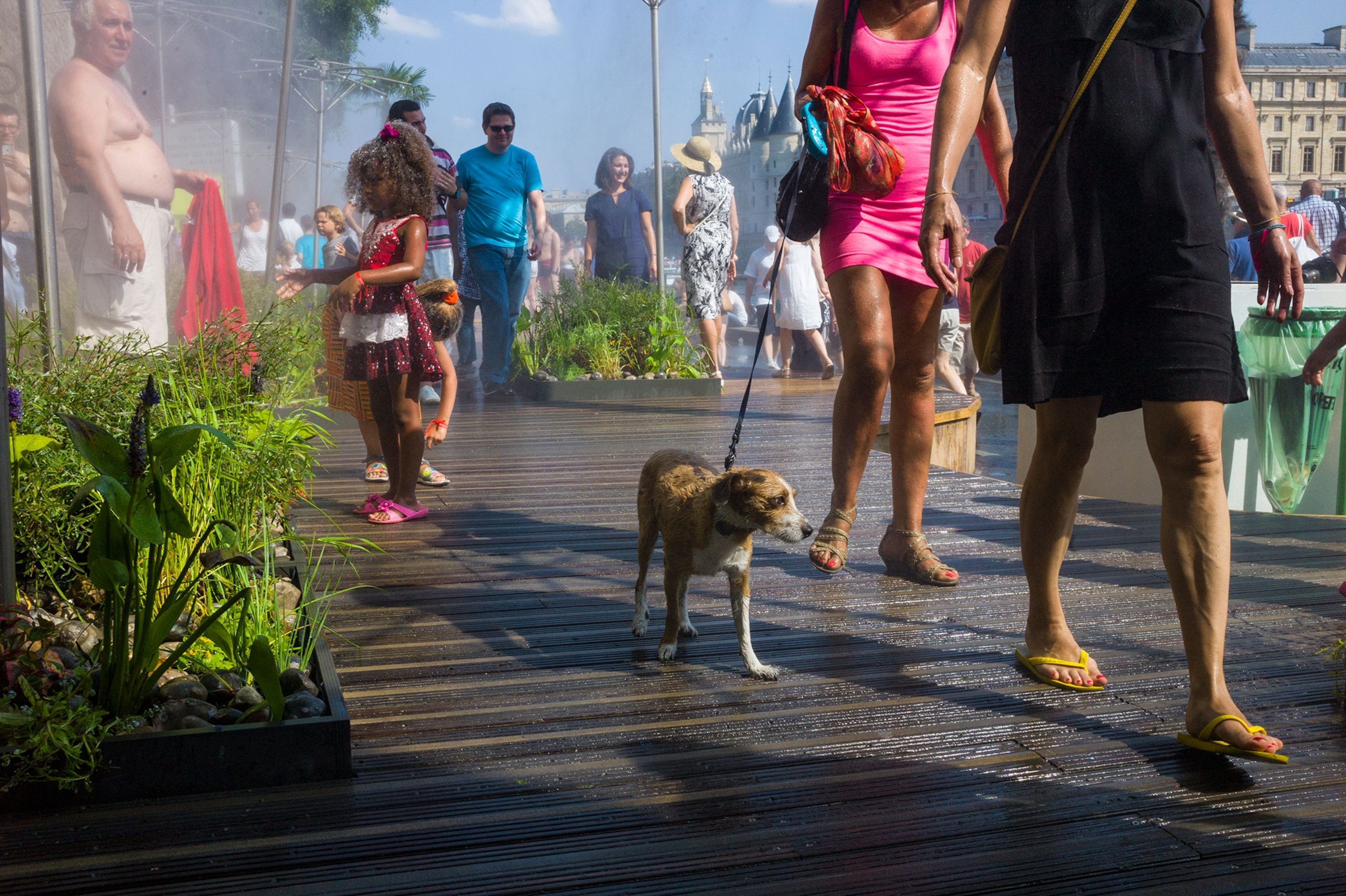 Playful Pups Celebrate the Dog Days of Summer | National Geographic