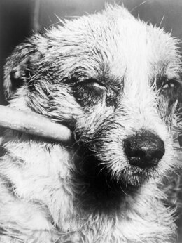 What Does It Mean When You Dream About Zombie Dogs