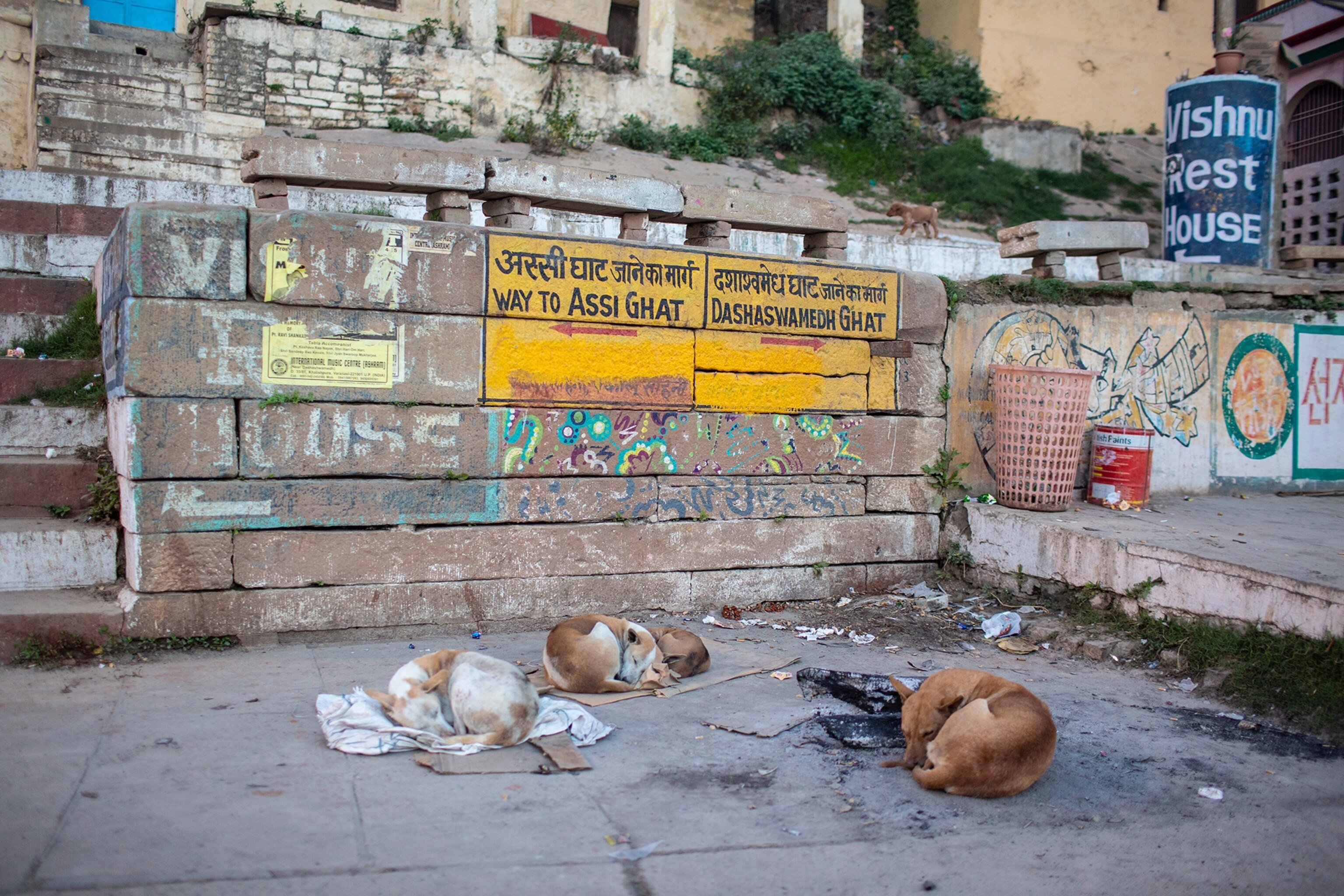 ‘The new cool’: Adopting street dogs is gaining popularity in India