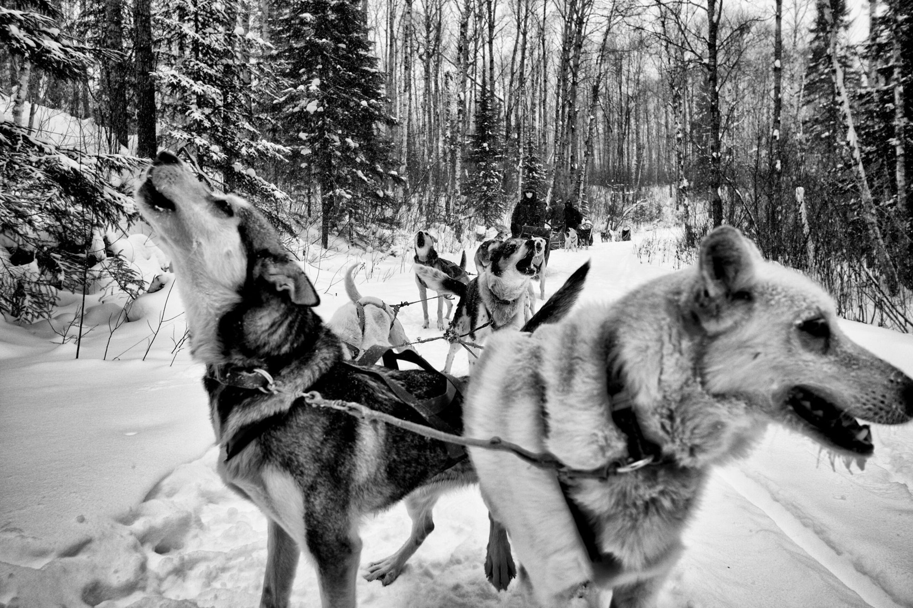 Your Adventure Dogs Photos