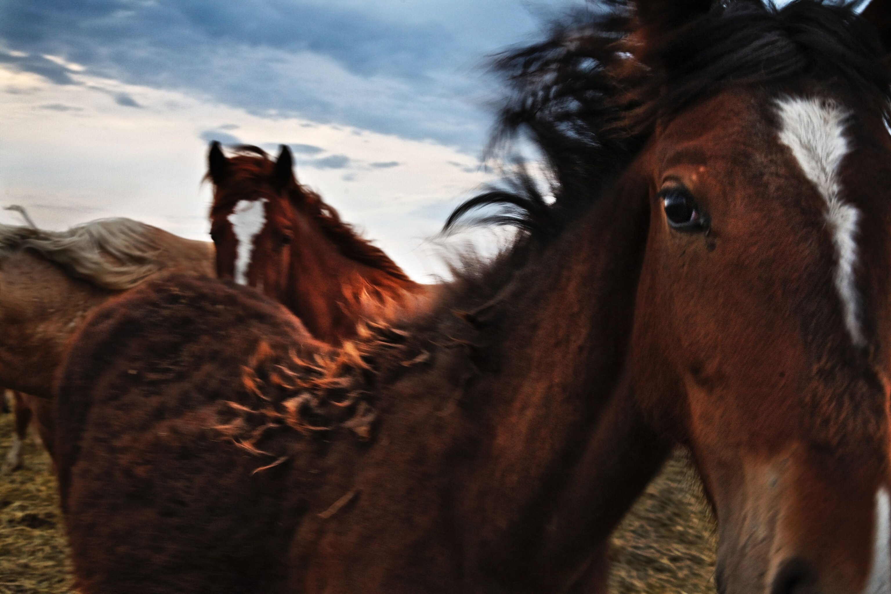 Pictures of Wild Horses in the American West | National Geographic