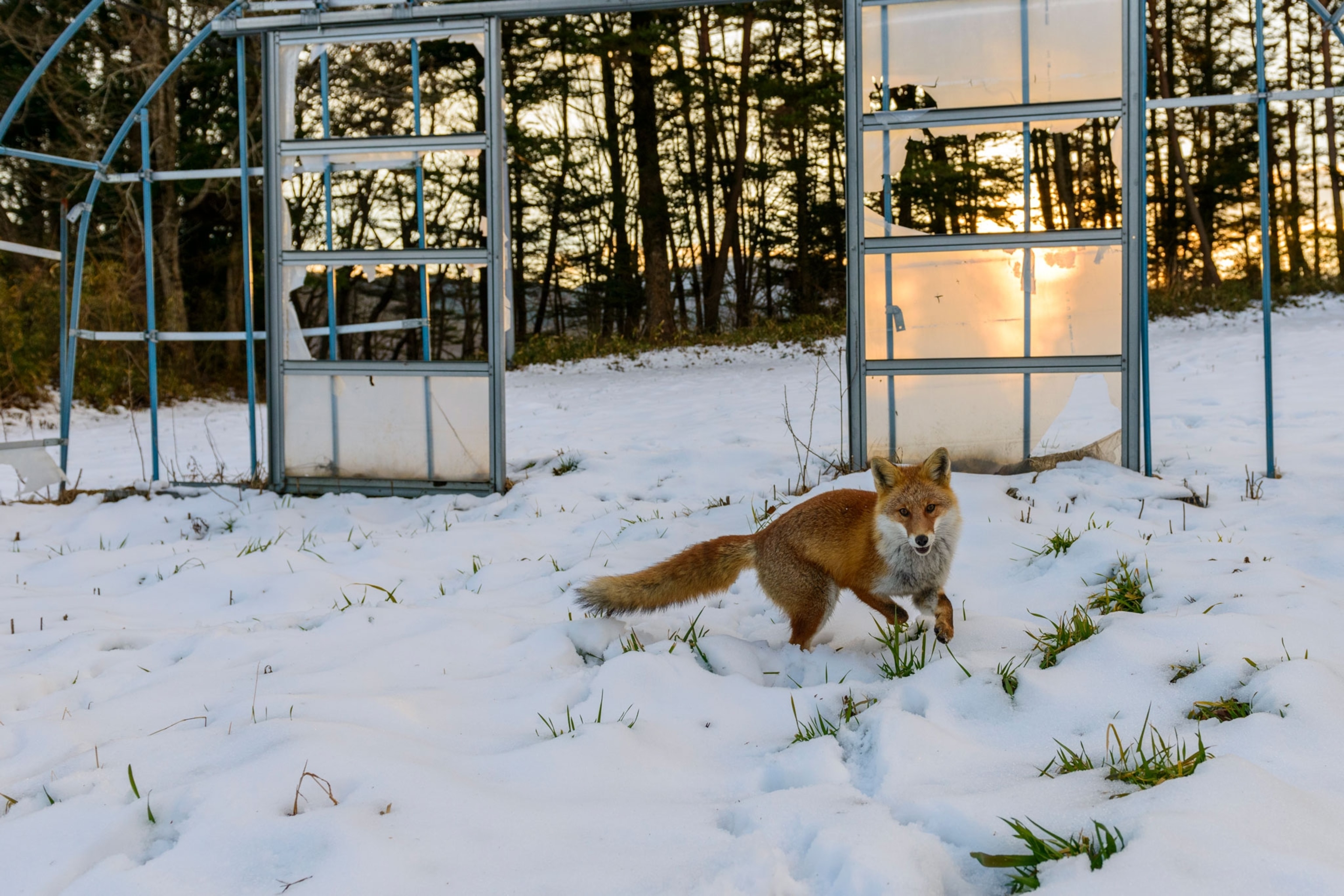 Photos: 10 years after disaster, wildlife abounds in Fukushima