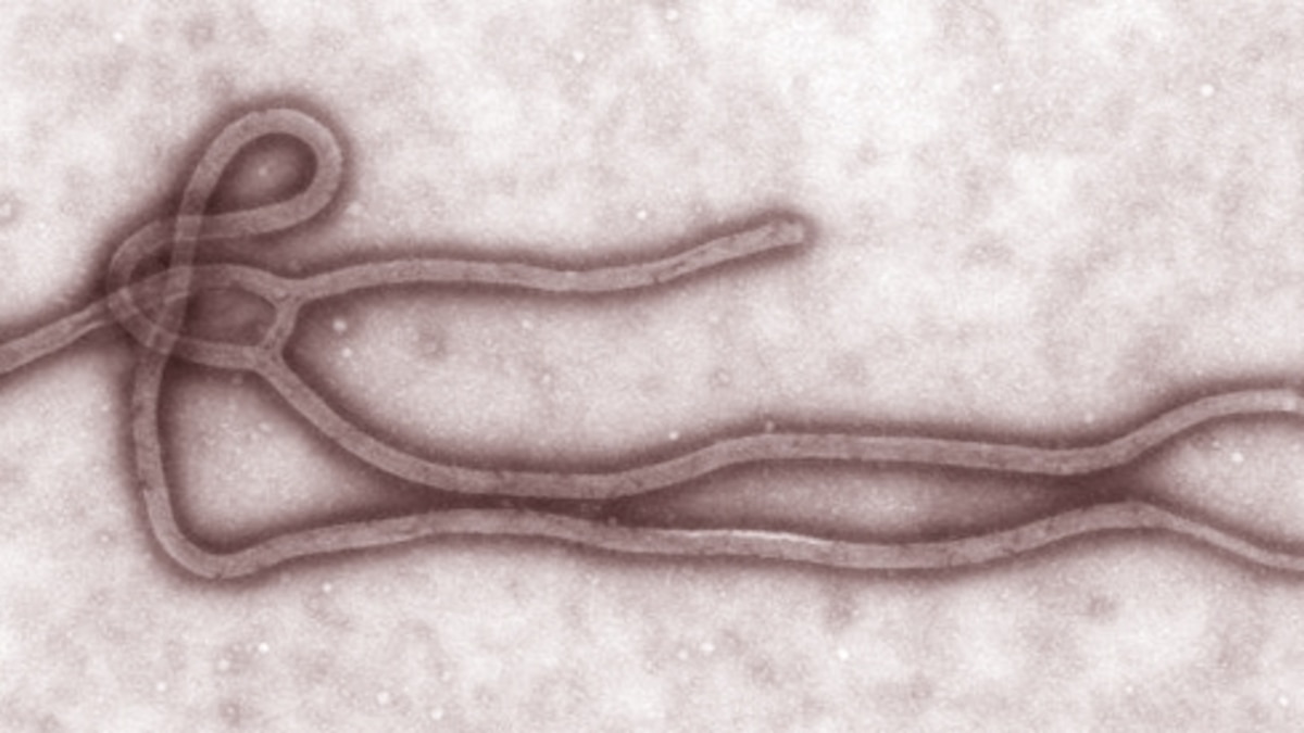 Editing Ebola – how to tame one of the world’s deadliest viruses ...