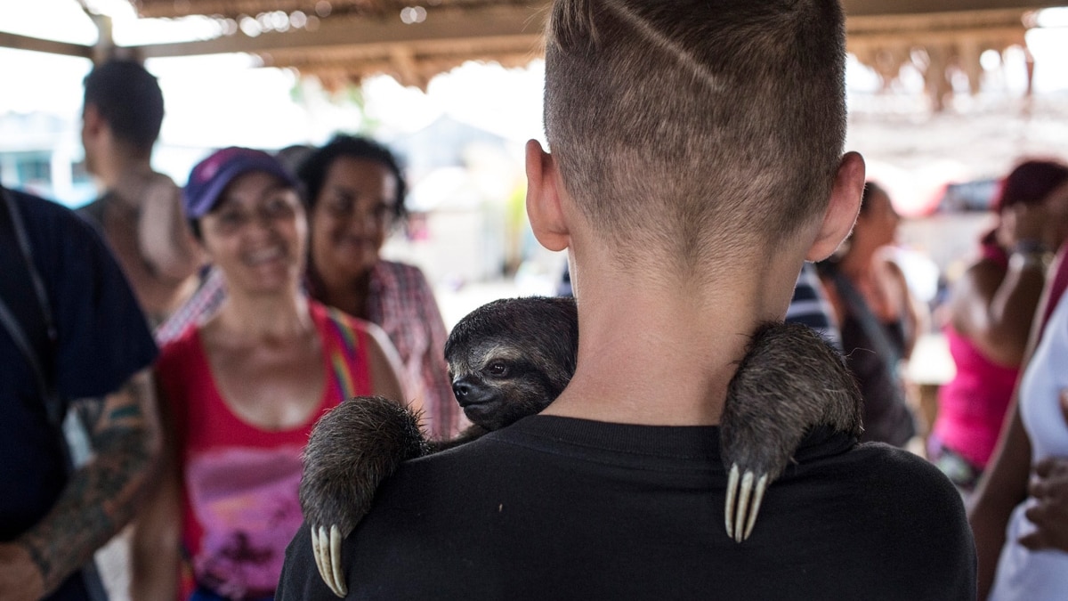 Helping kids deal with animal exploitation on social media | National ...