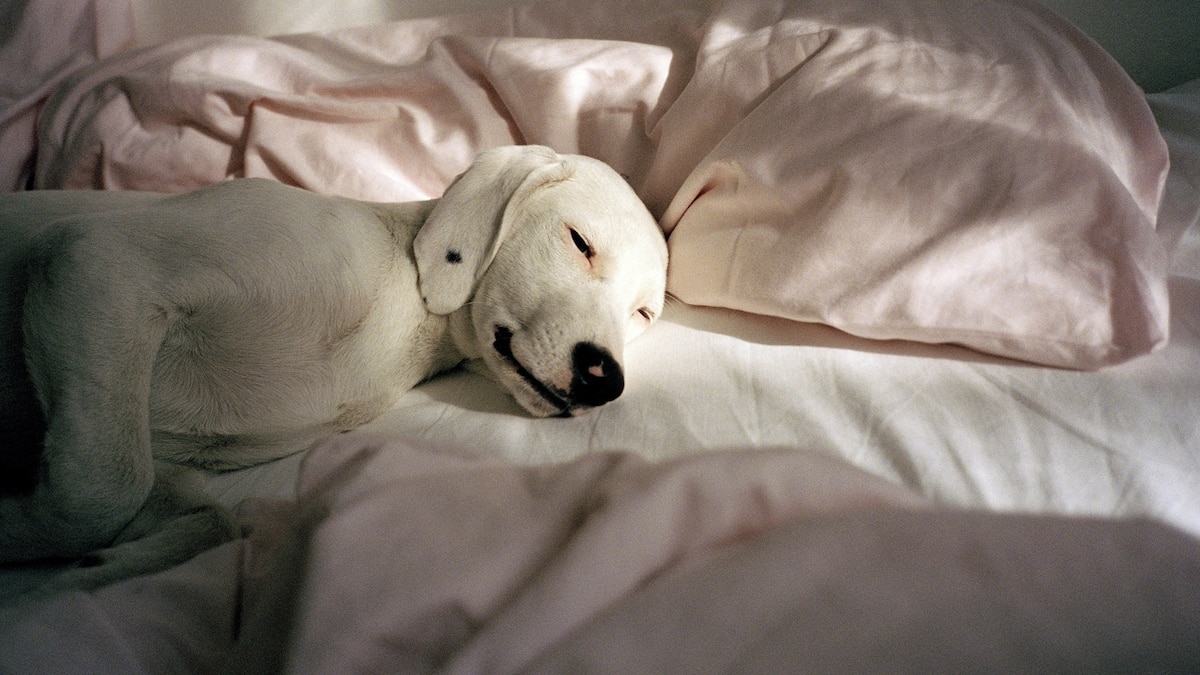 Do dogs hate daylight saving time too? | National Geographic