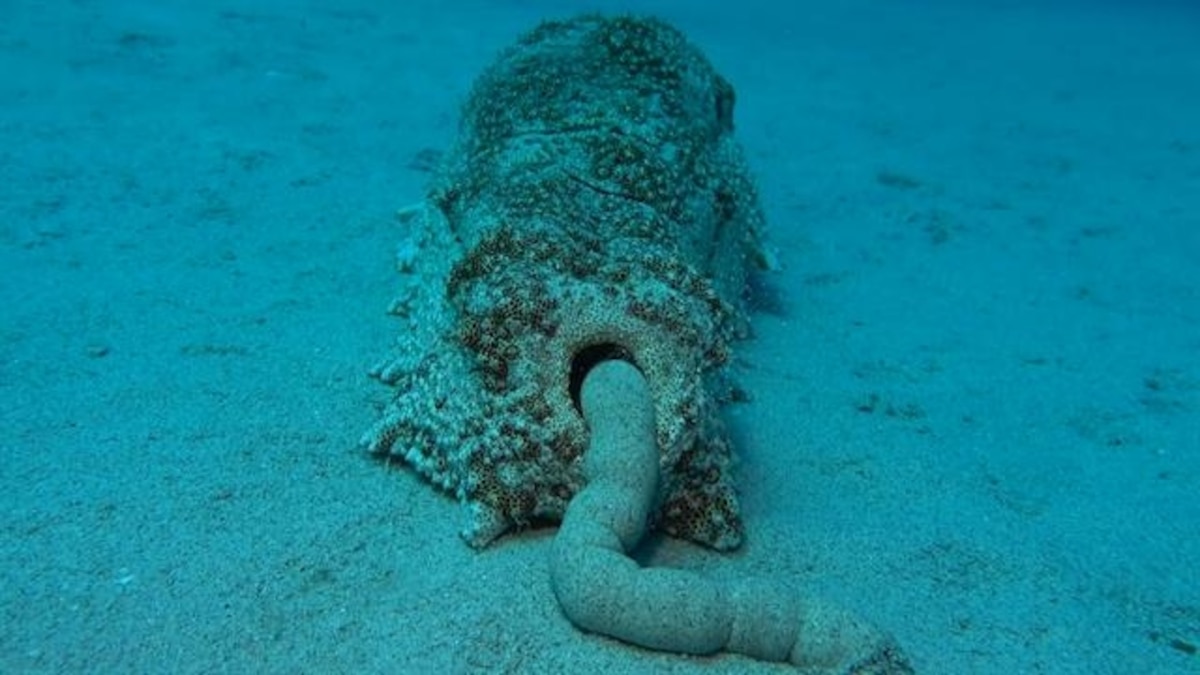 Watch: Sea Cucumbers Are The Ocean’s Vacuum Cleaners | National Geographic