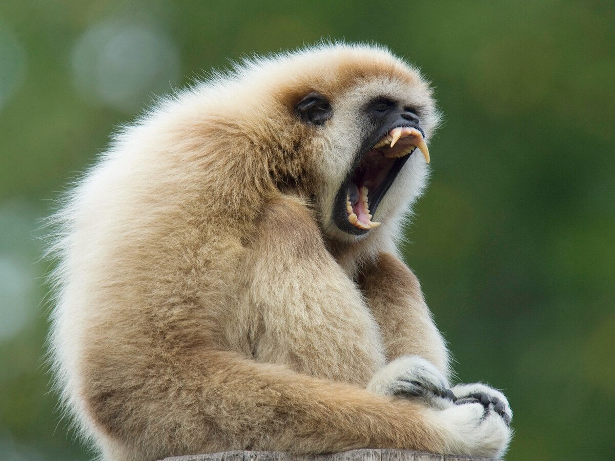 Gibbons and Opera Singers Use the Same Voice Tools -- National Geographic