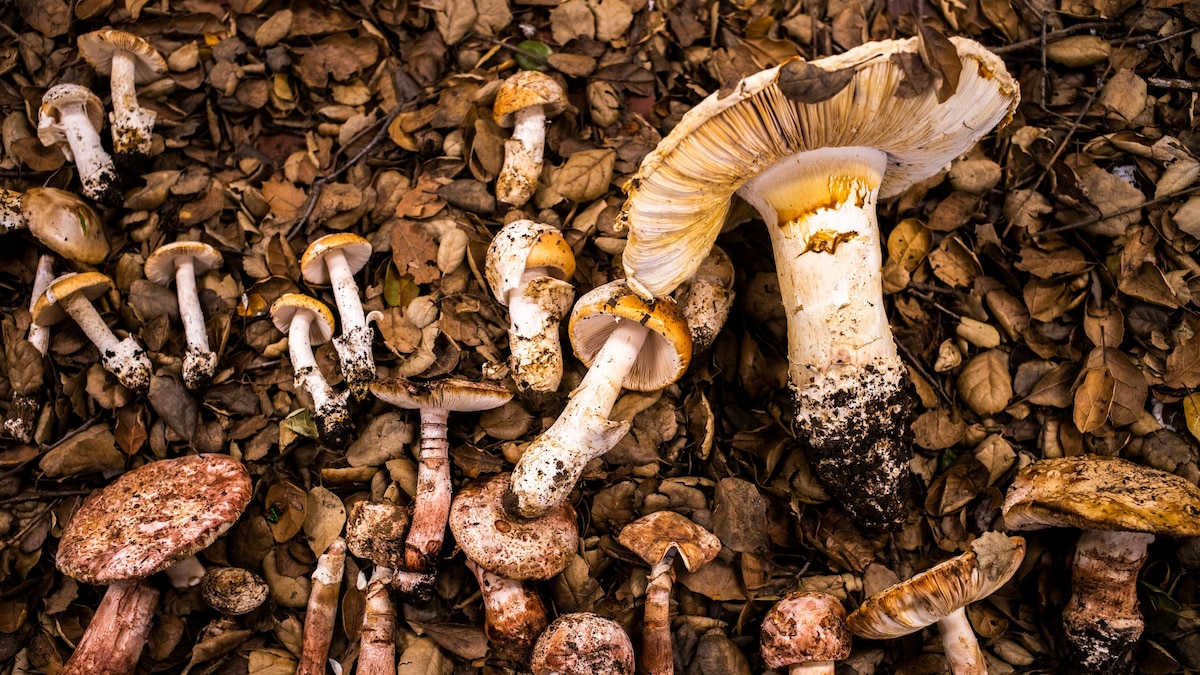 Love mushrooms? California is having an epic 'supershroom' season ...