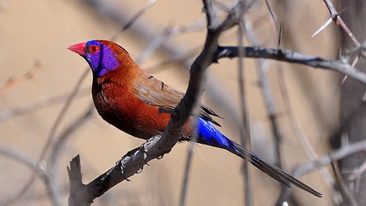 A circuit for aggression in the brains of angry birds | National Geographic