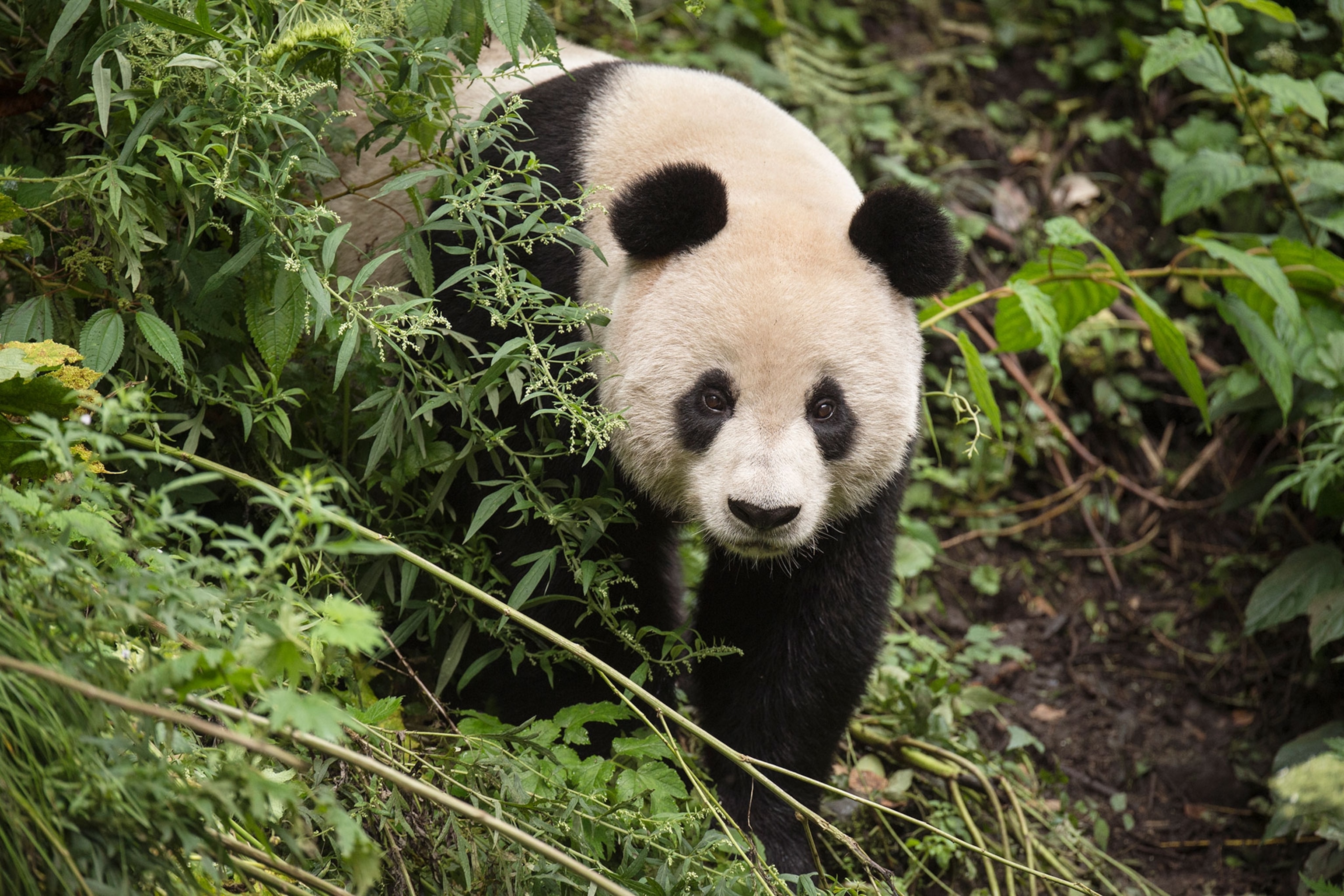 Funny, Crazy Secrets of Animal Behavior Revealed