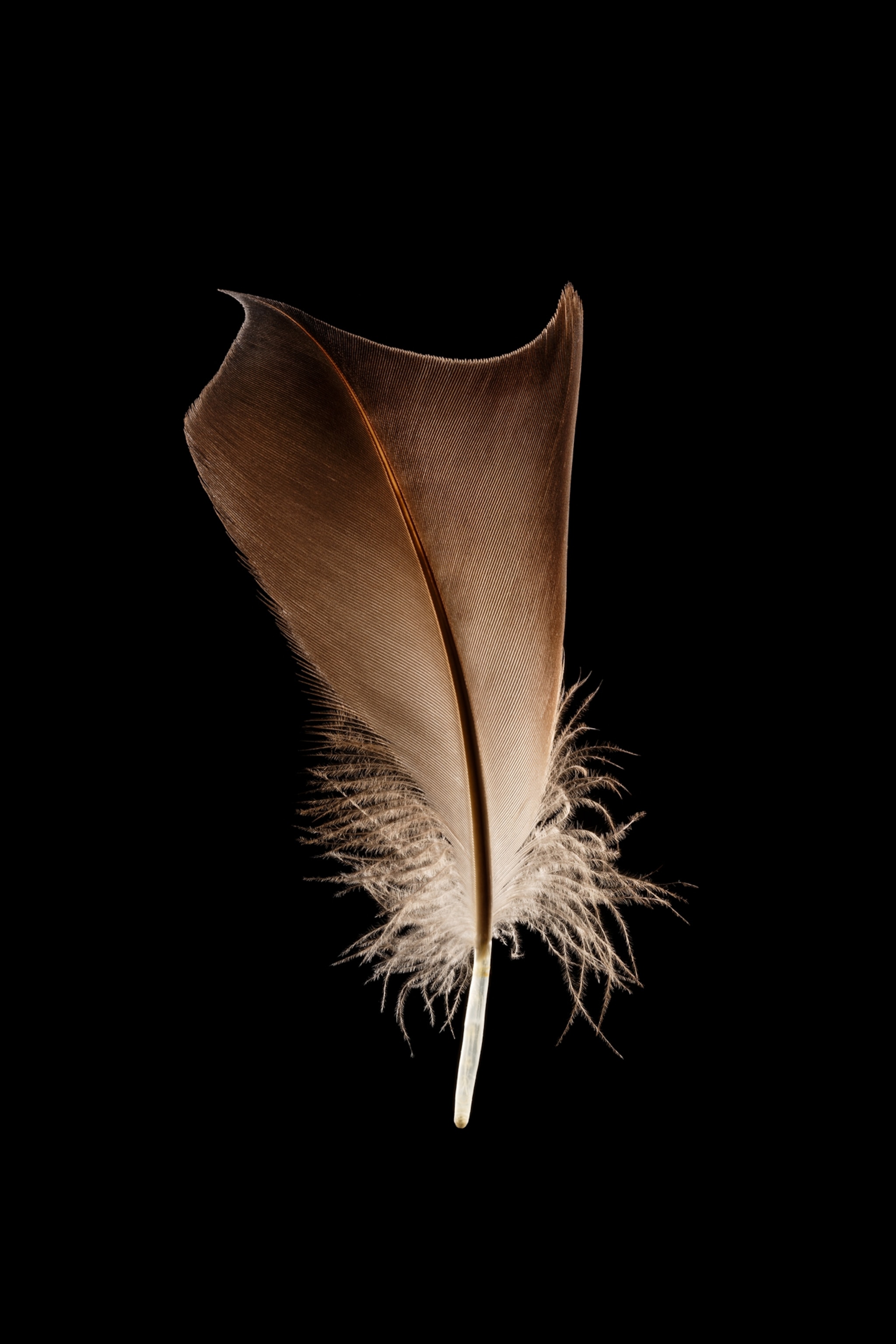 What these flashy feathers reveal about the secret lives of birds