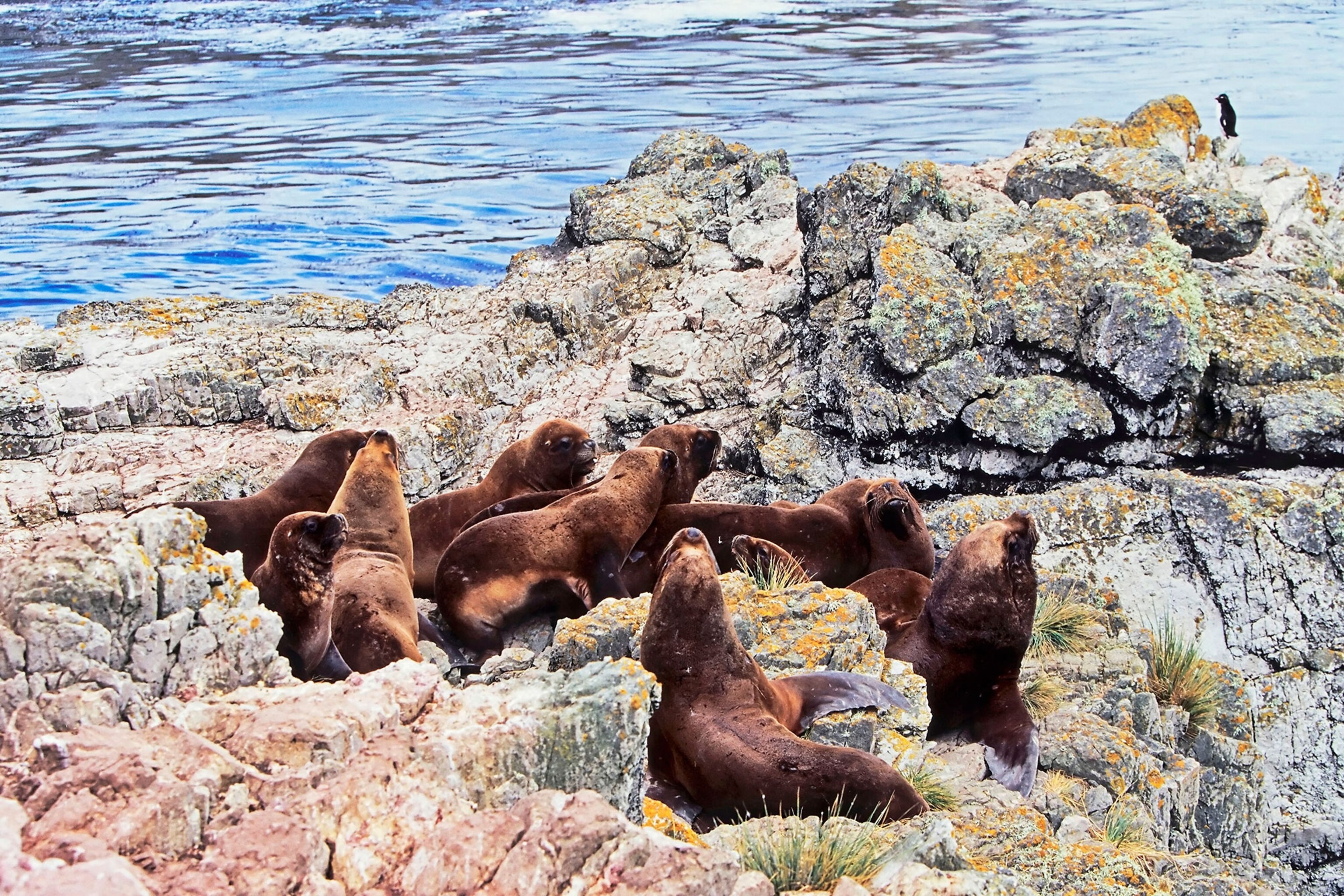 Island Sea Lions Offer Clues to Mysteriously Missing Mammals
