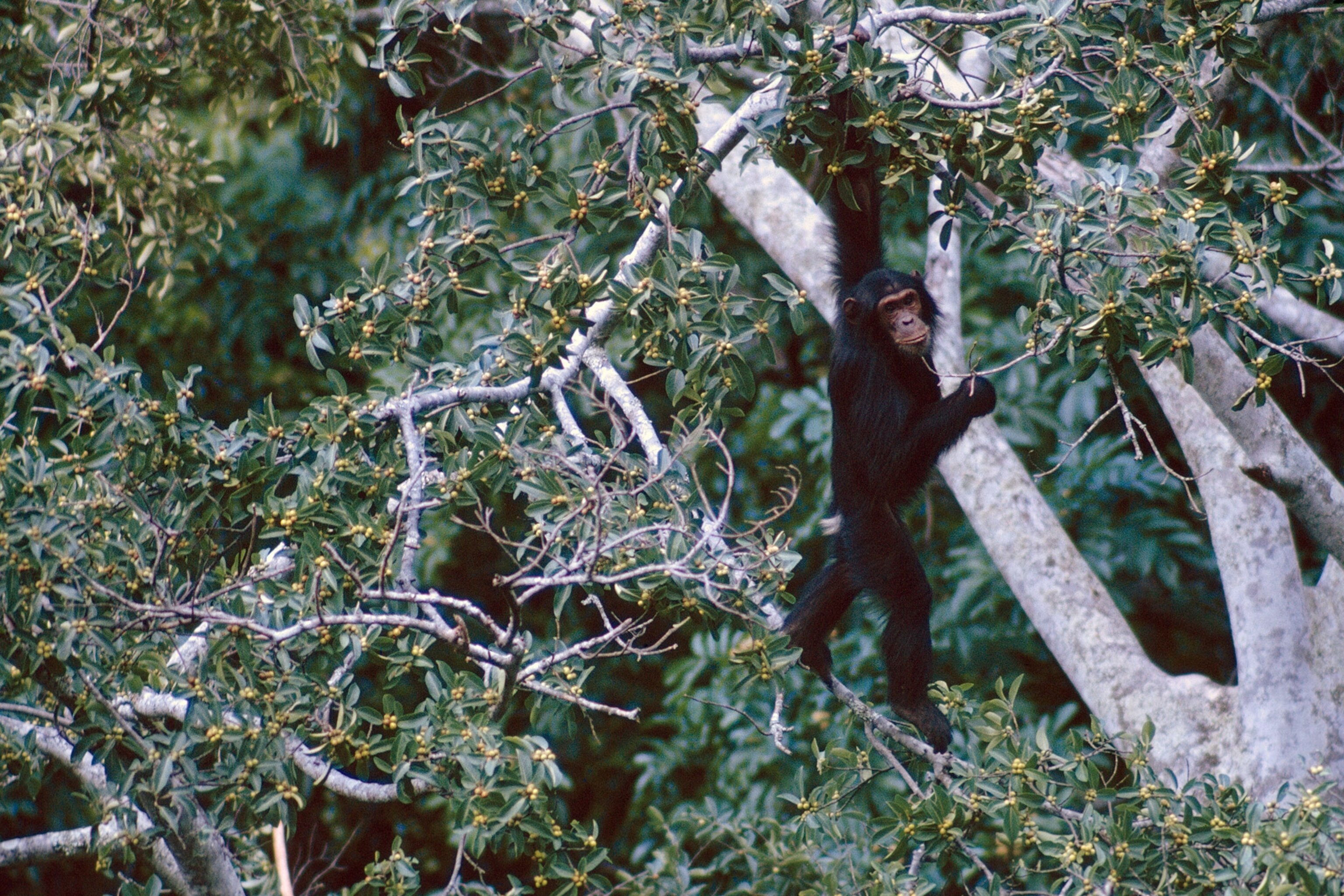 Jane Goodall’s original tale of chimpanzees still astonishes today