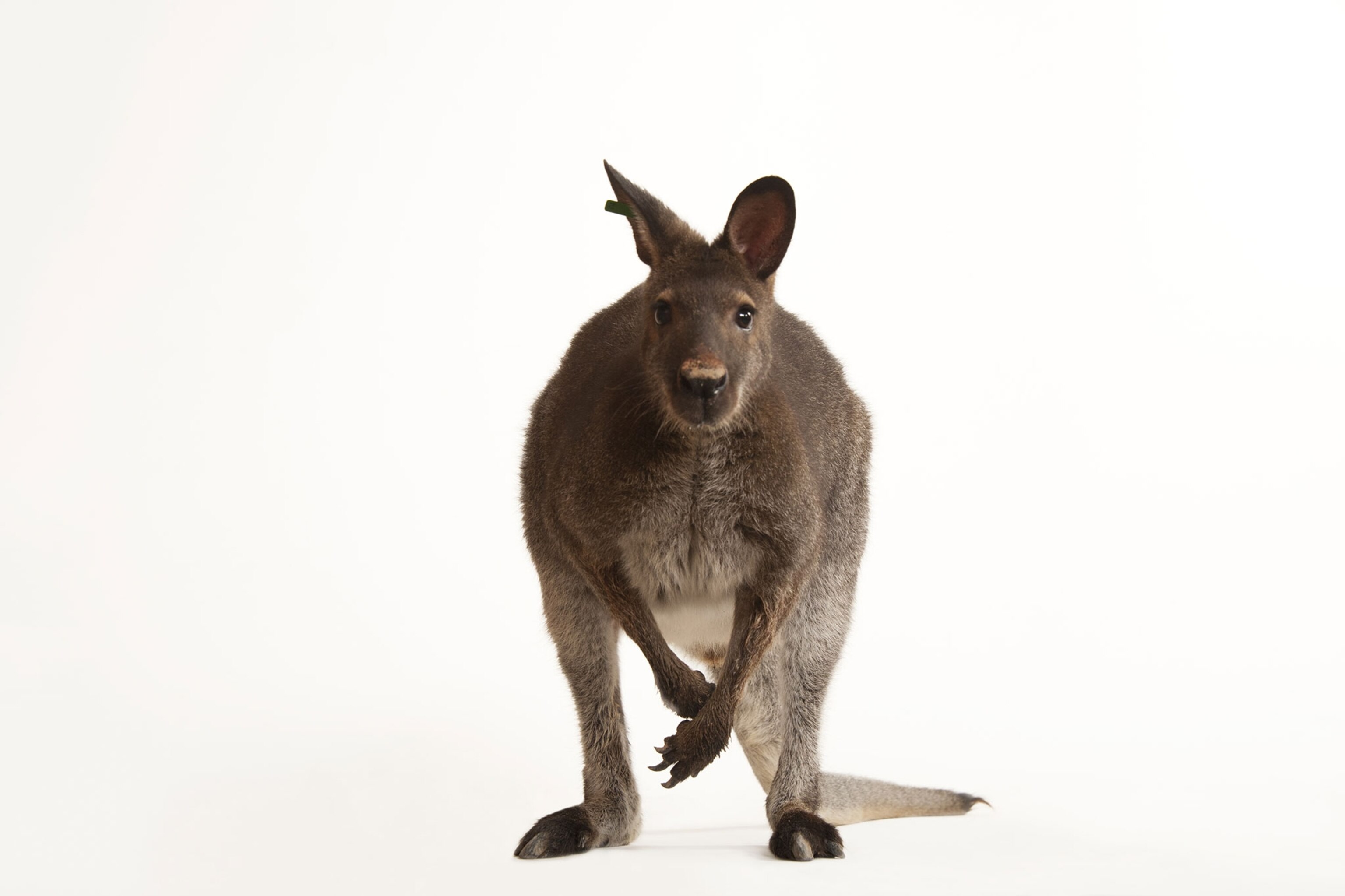 Ancient Tree-Climbing, Dog-Size Marsupial Lion Discovered in Australia