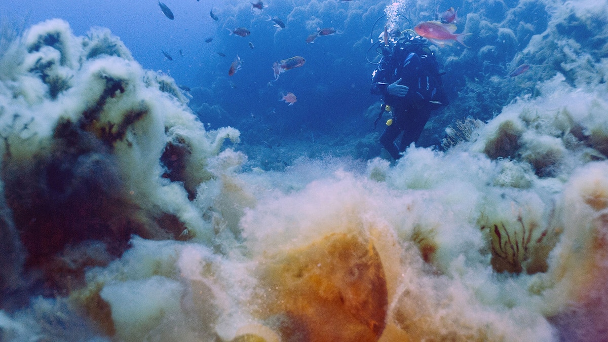 Oceans May Be Left Out of Climate Plan, But Here’s What’s at Stake ...