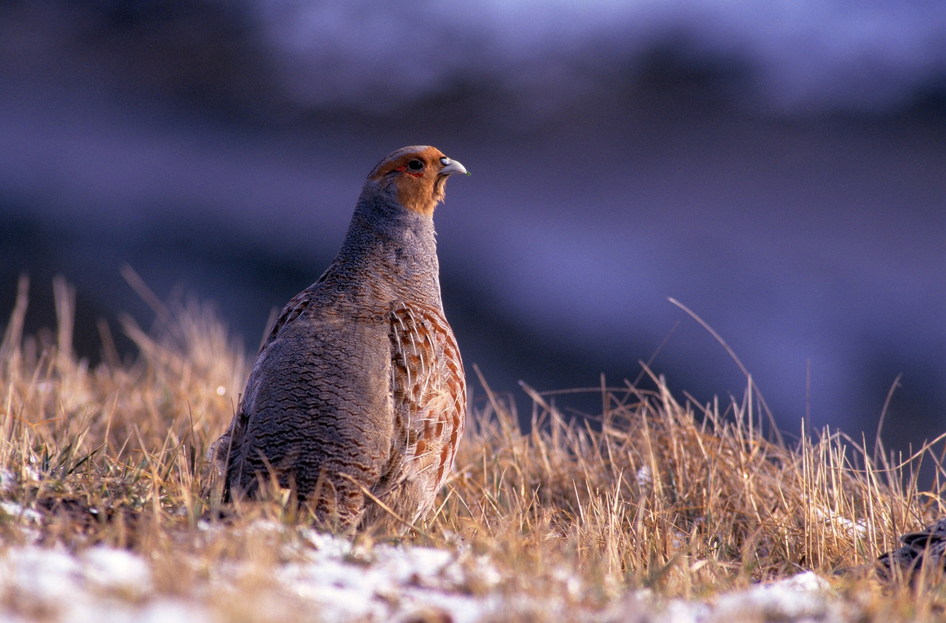 These Animals Spawn the Most Offspring in One Go | National Geographic
