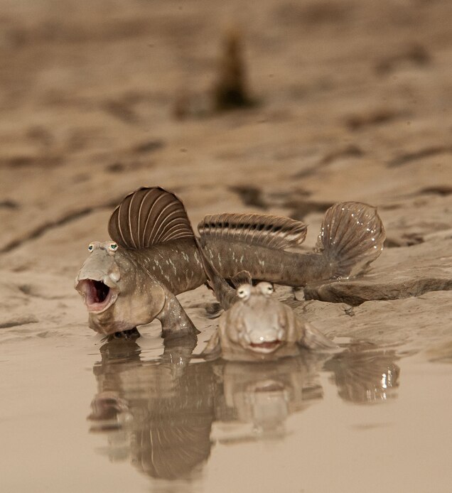 Mudskipper Fish