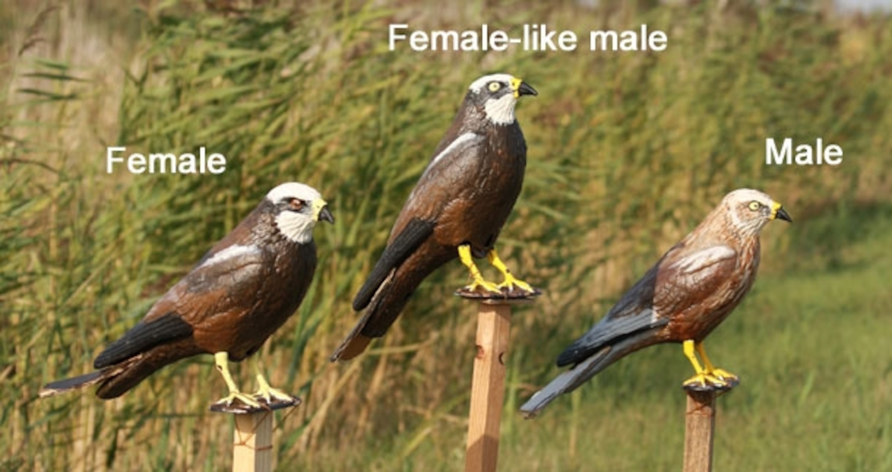 Cross-dressing raptors avoid violence | National Geographic