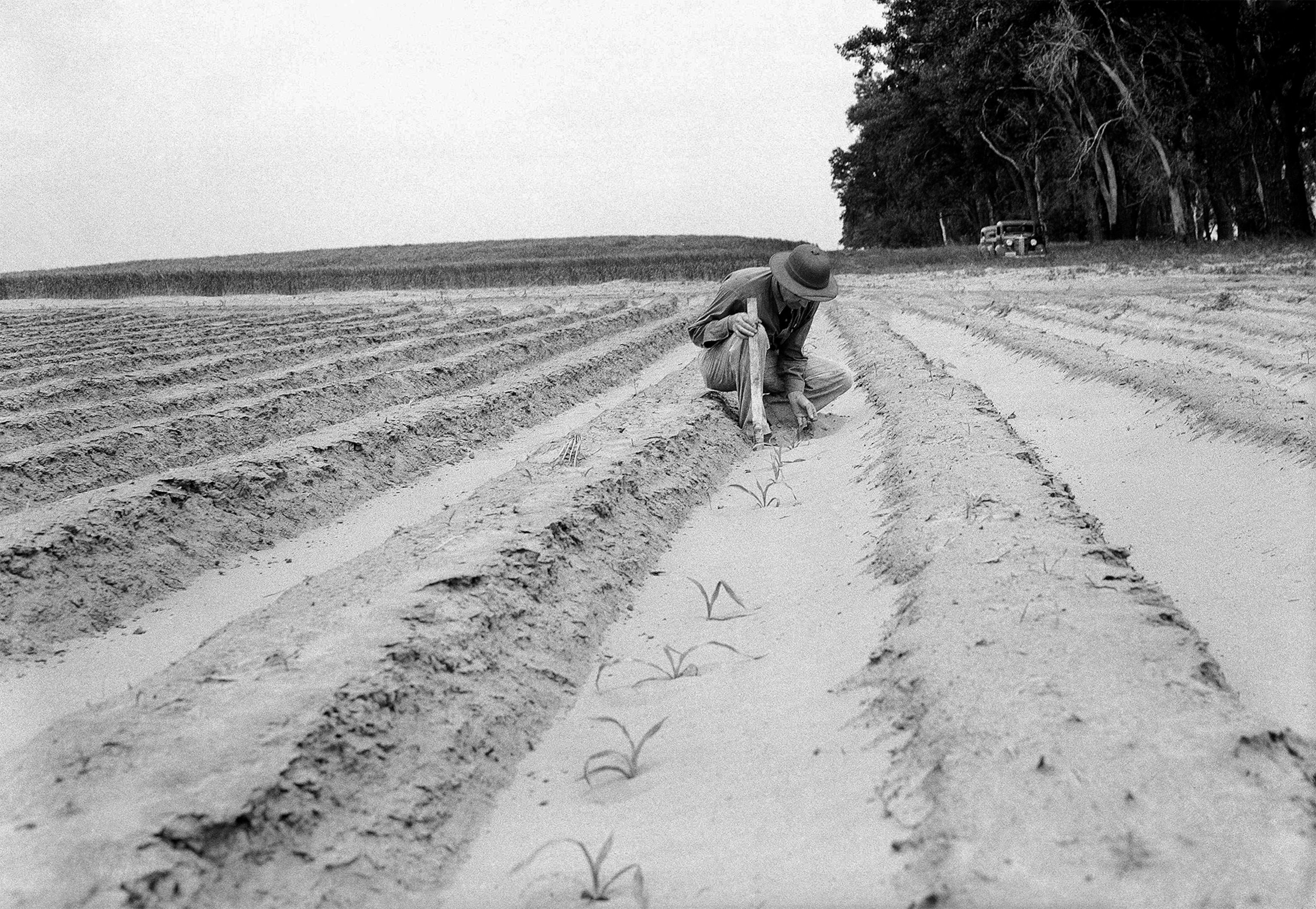 Parched: A New Dust Bowl Forms in the Heartland | Nat Geo Food ...