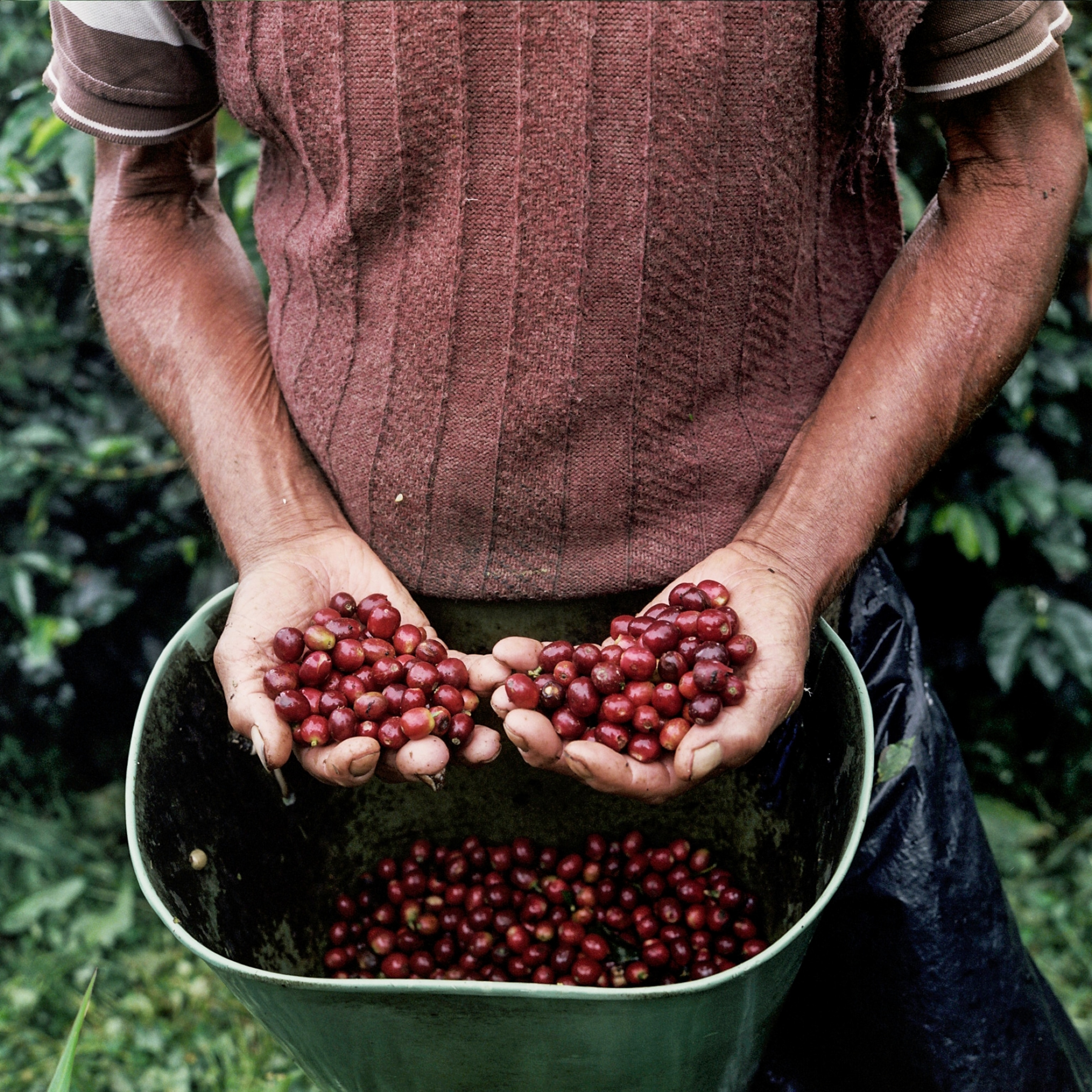 Easing the impact of climate change on coffee growers