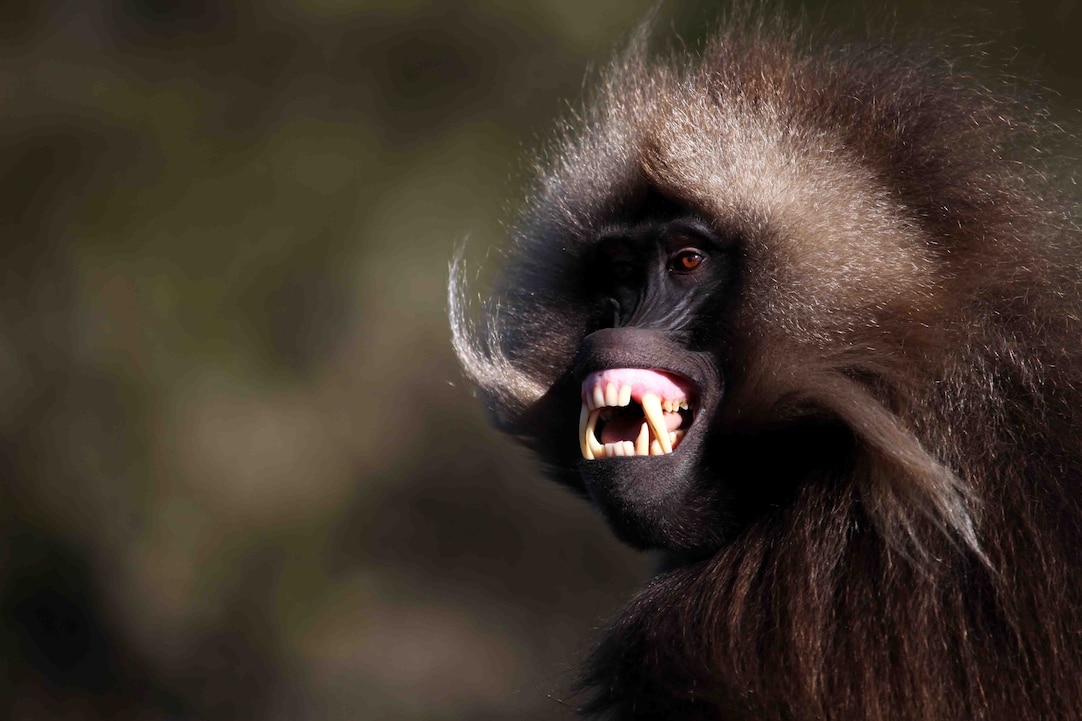 Gelada Baboon Gelada | National Geographic