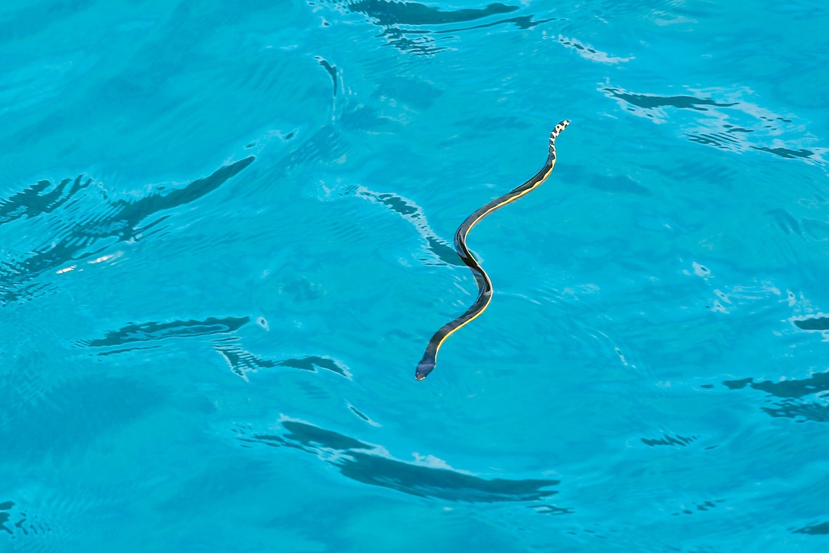 Venomous Snakes Ride Ocean Currents Around the World