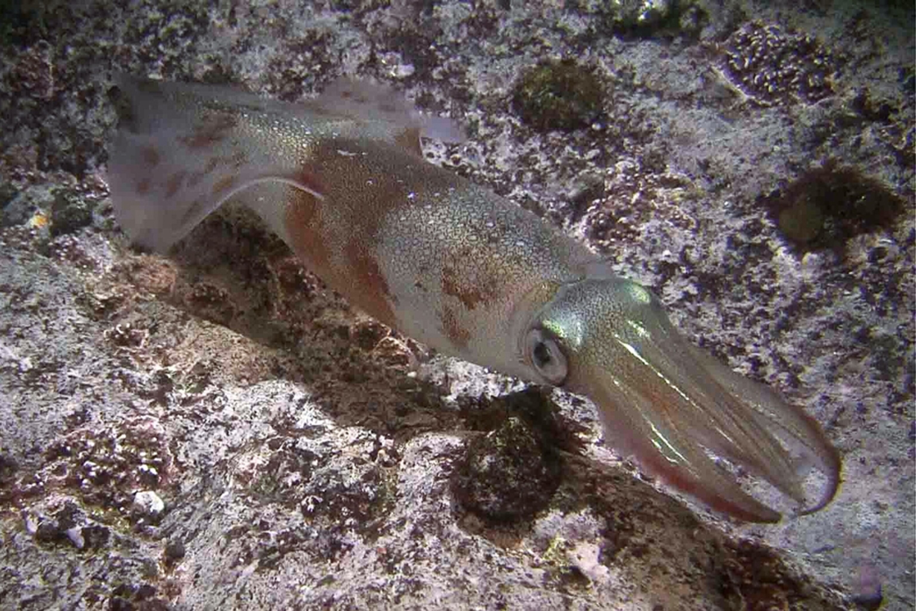 Small Squid Have Bigger Sperm—And Their Own Sex Position