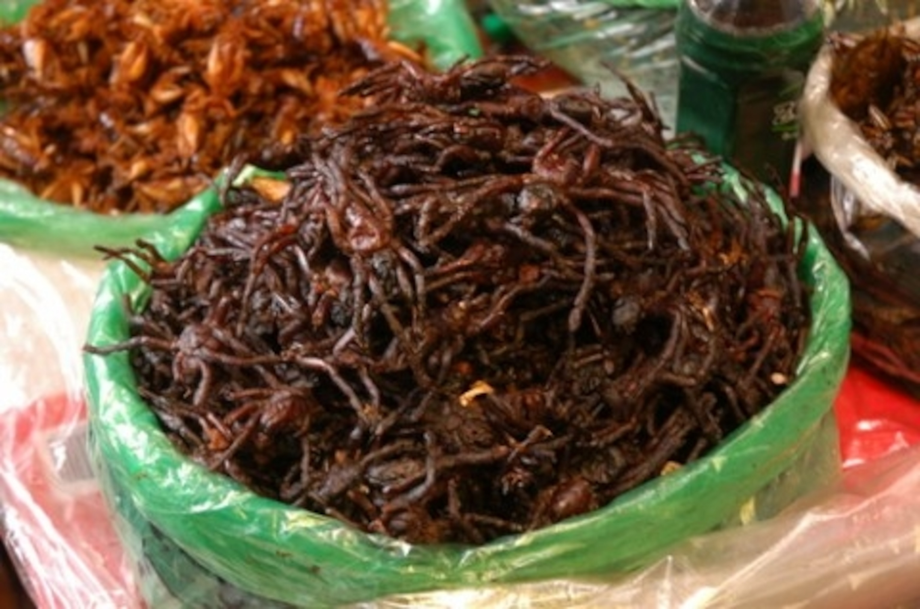 Travels With A Herpetologist | National Geographic