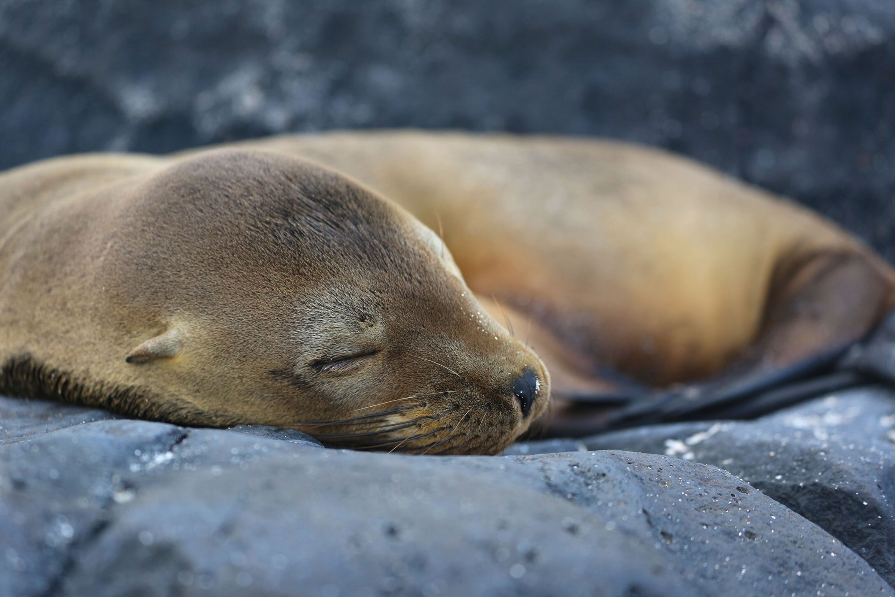 24 Endearing Photos of Animals Sleeping