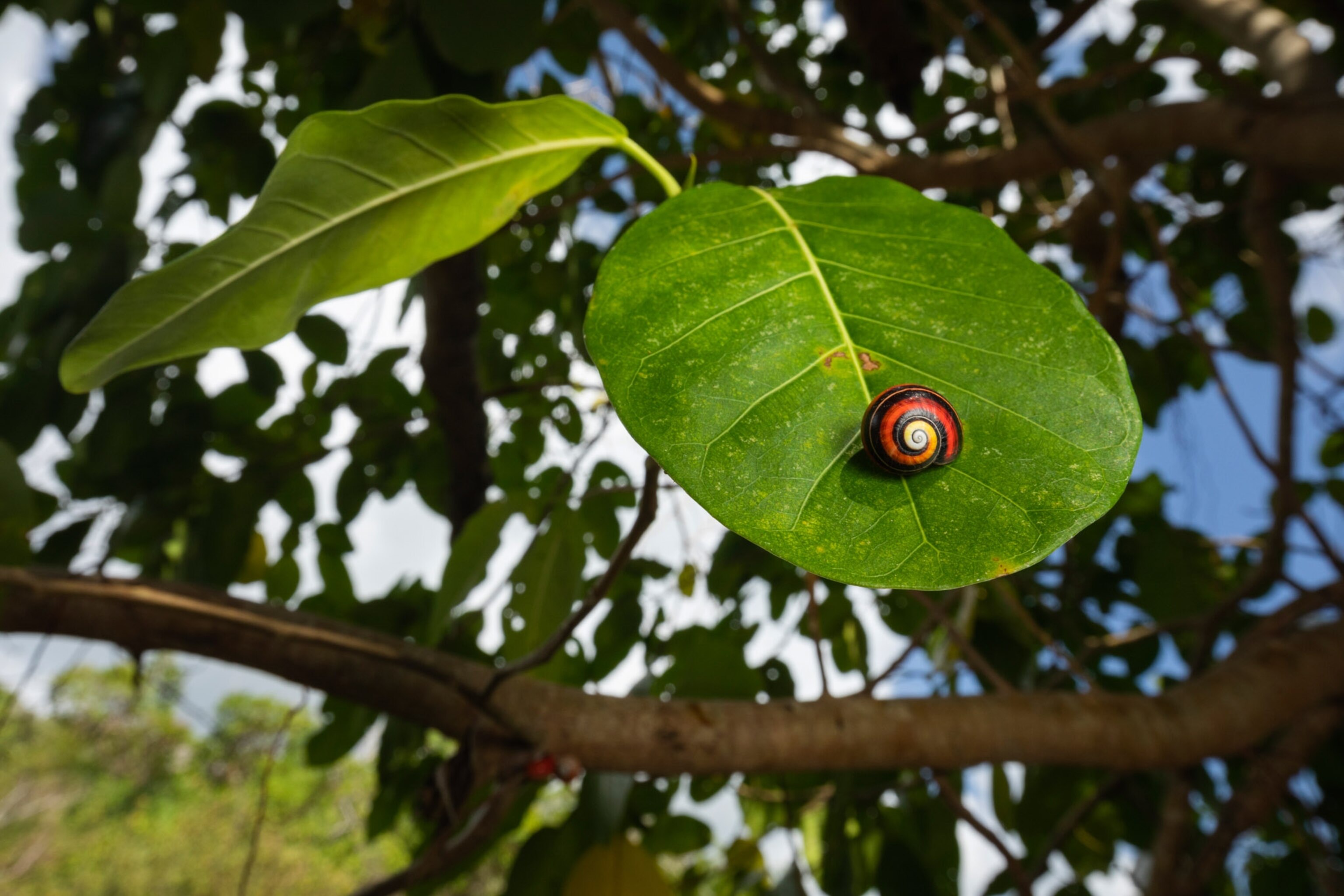 ‘World’s most beautiful snails’ threatened by illegal trade