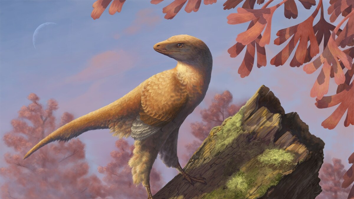 Tiny, Feathery Dinosaur Raises Jurassic Questions | National Geographic