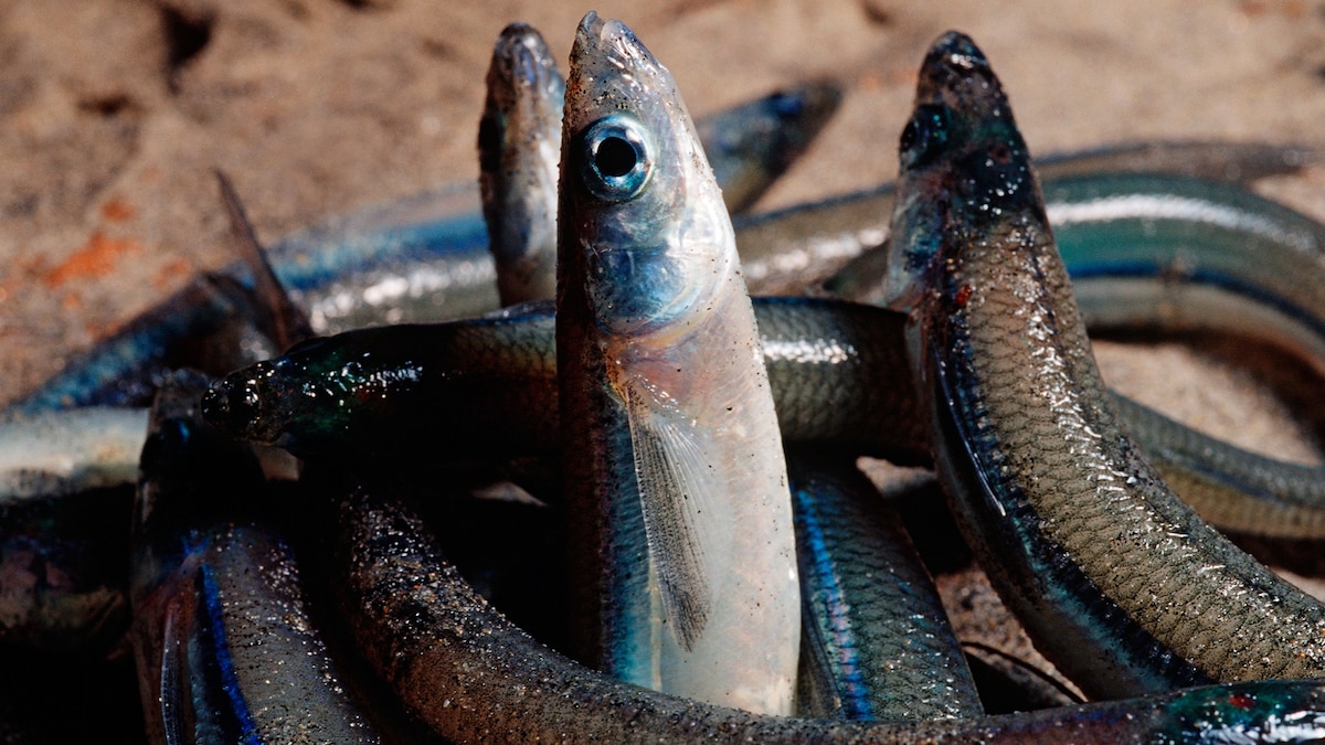 "Walking" Fish Make Annual California Appearance | National Geographic