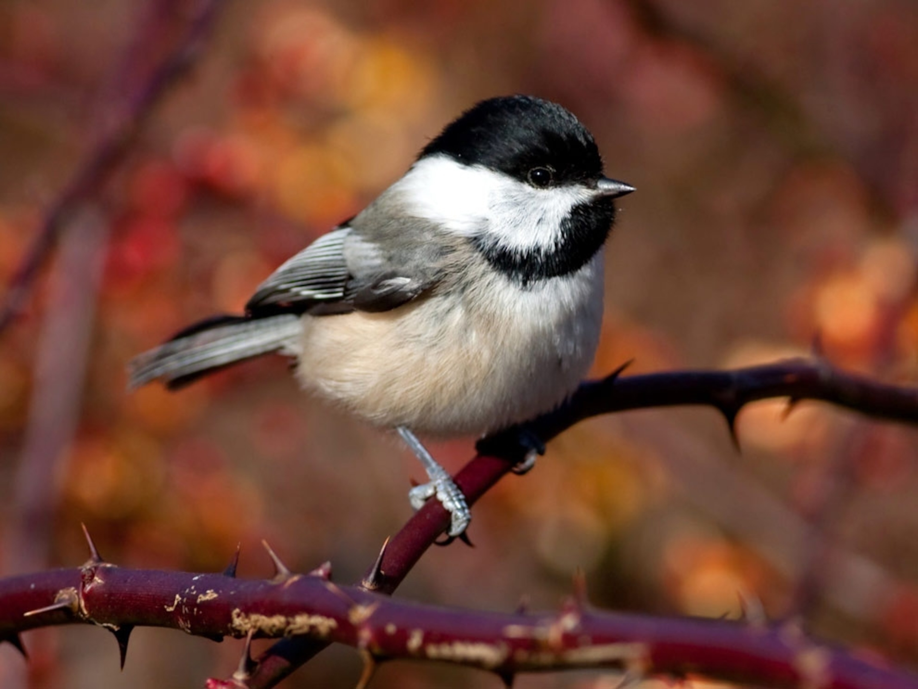 Bird Wallpapers - National Geographic