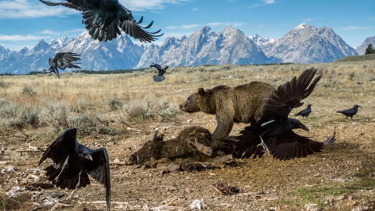 Best Animal Photos of 2016 | National Geographic