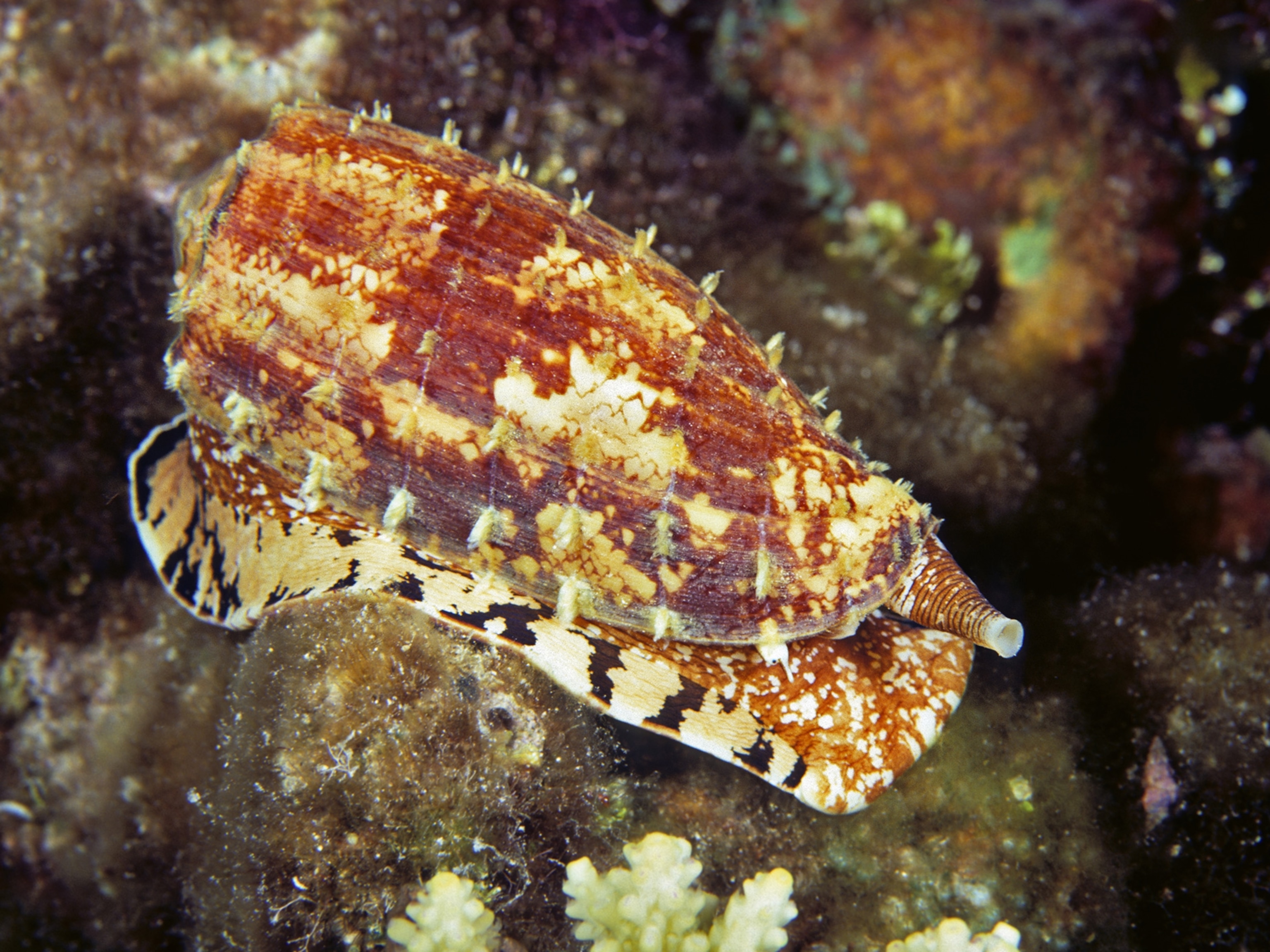 MOLLUSCHI GASTEROPODI | REEF AQUARIUM