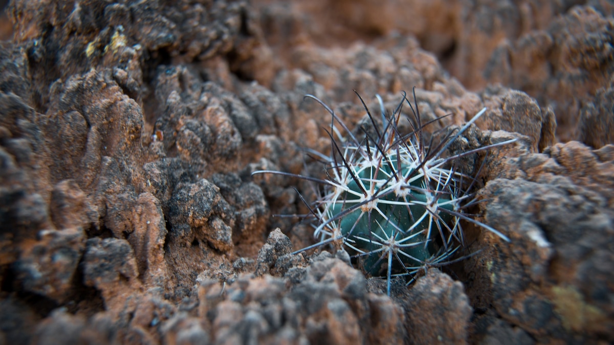 The desert’s ‘skin’ is disappearing—tiny lab-grown plants could save it ...
