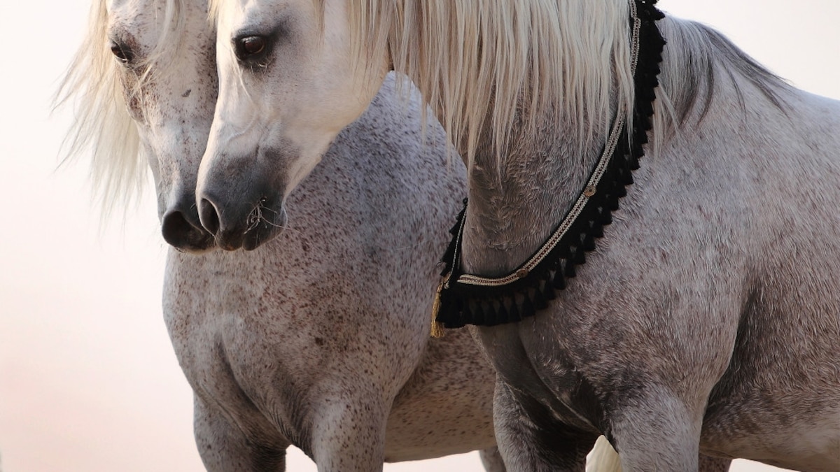 How Do Horses Communicate? New Signals Found | National Geographic