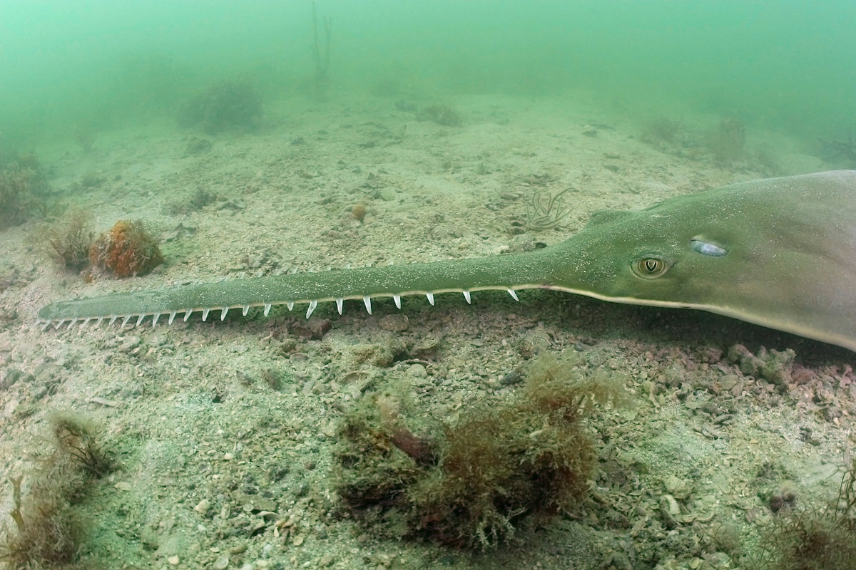 Searching for the world's last remaining sawfish